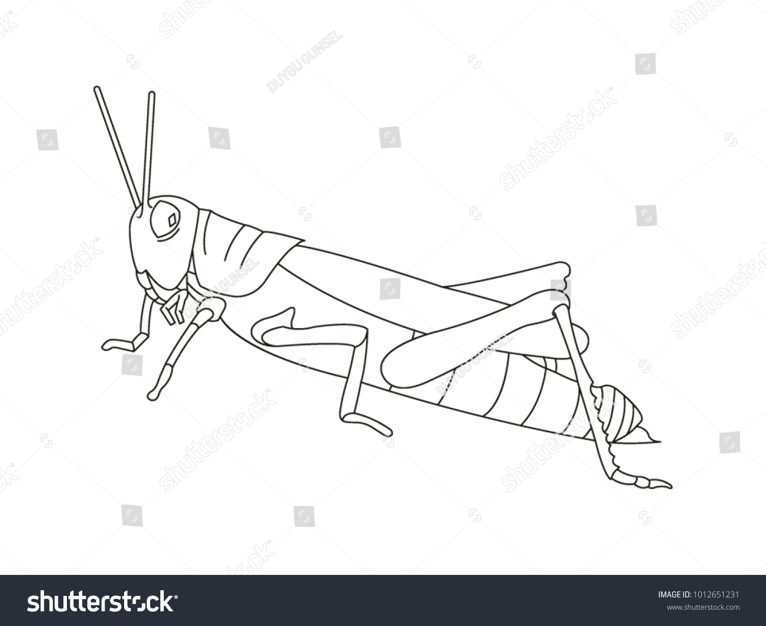 Grasshopper Vector Drawing Stock Vector (Royalty Free) 1012651231 ...