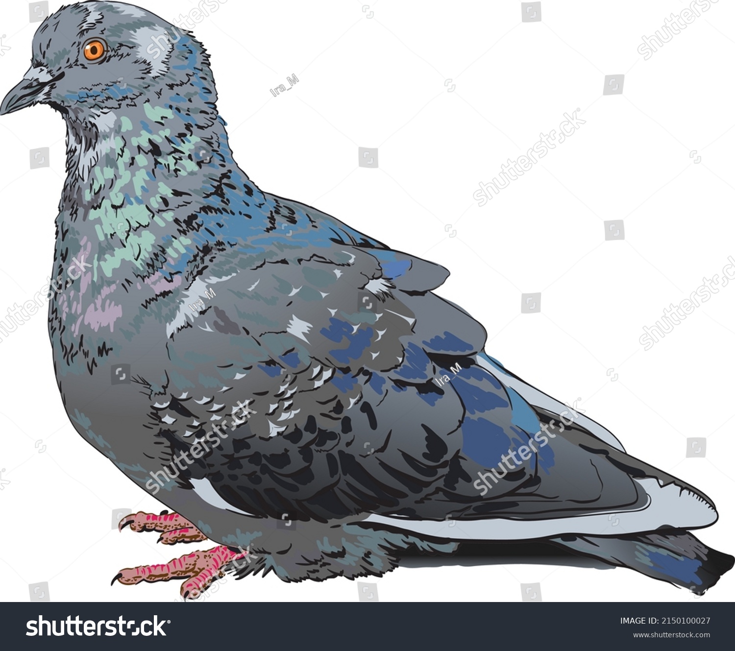 Gray Dove On Transparent Background Stock Vector (Royalty Free ...