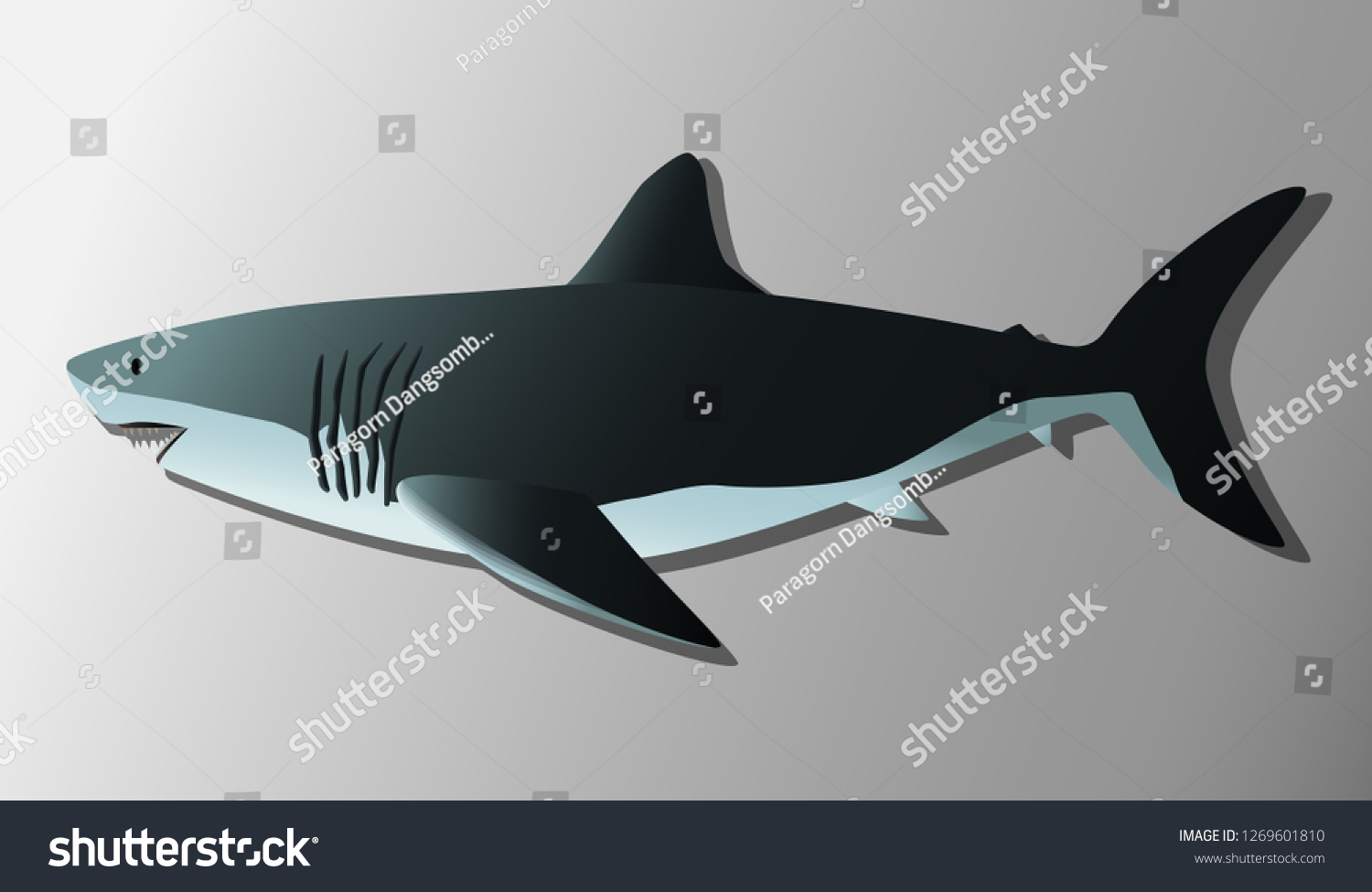 Great White Shark Graphic Vector Stock Vector (Royalty Free) 1269601810