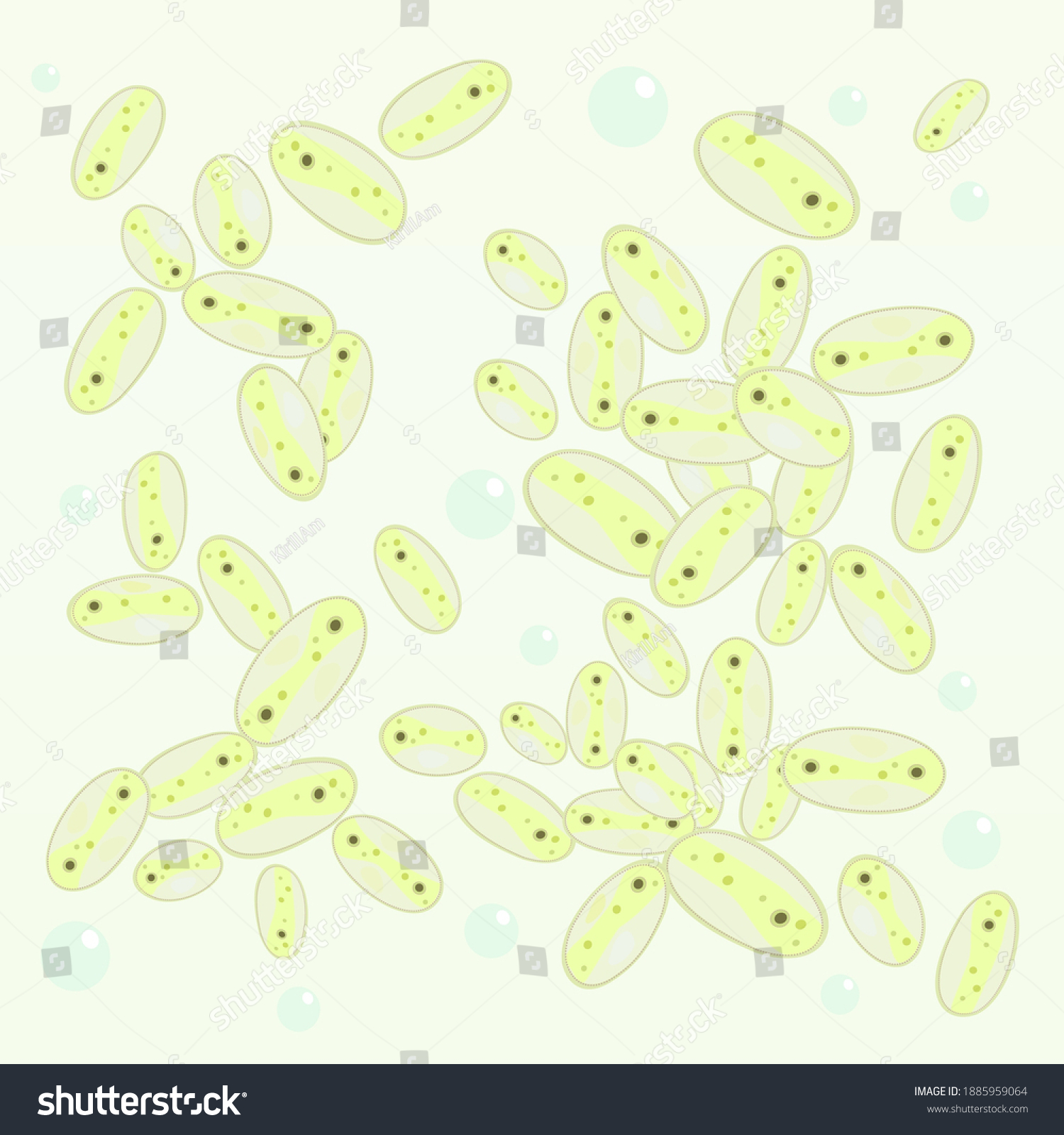 Green Algae Cells Vector Water Background Stock Vector (Royalty Free ...