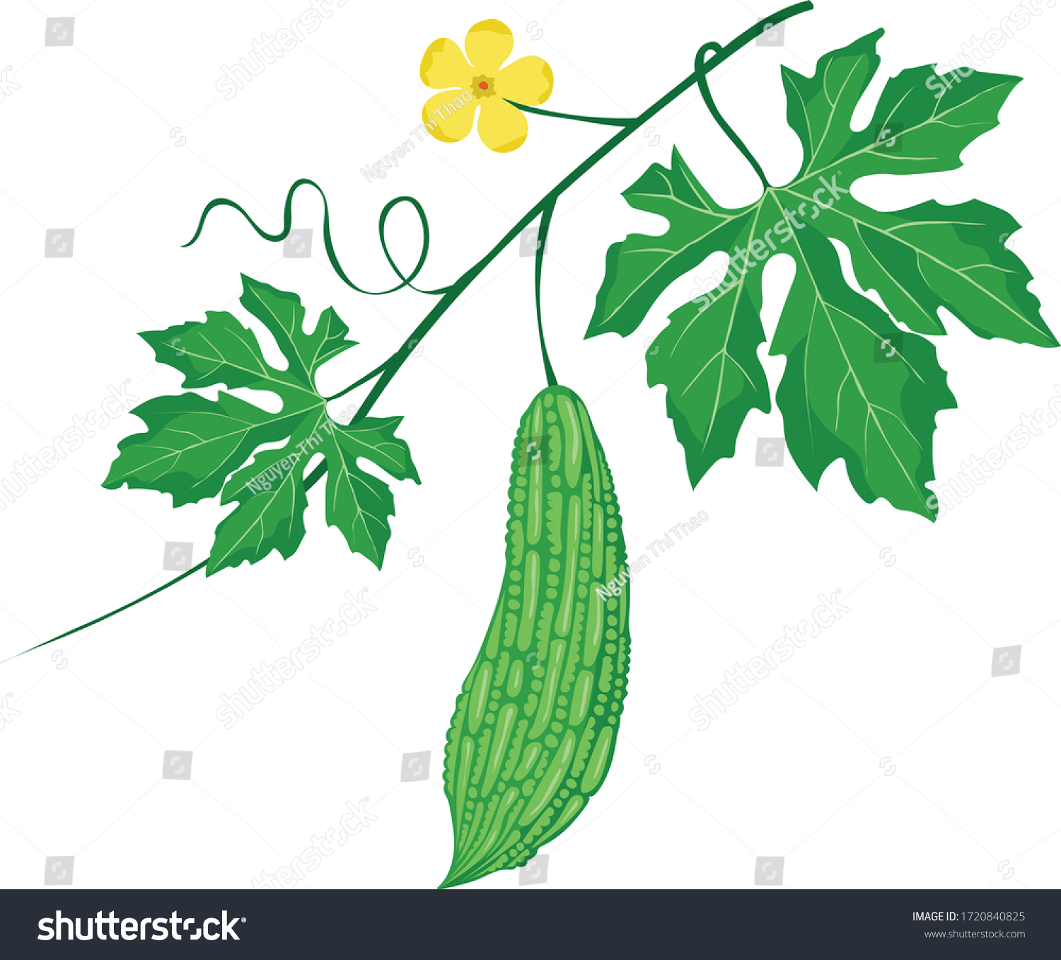 Green Bitter Melon Plant Vector Stock Vector (Royalty Free) 1720840825 ...