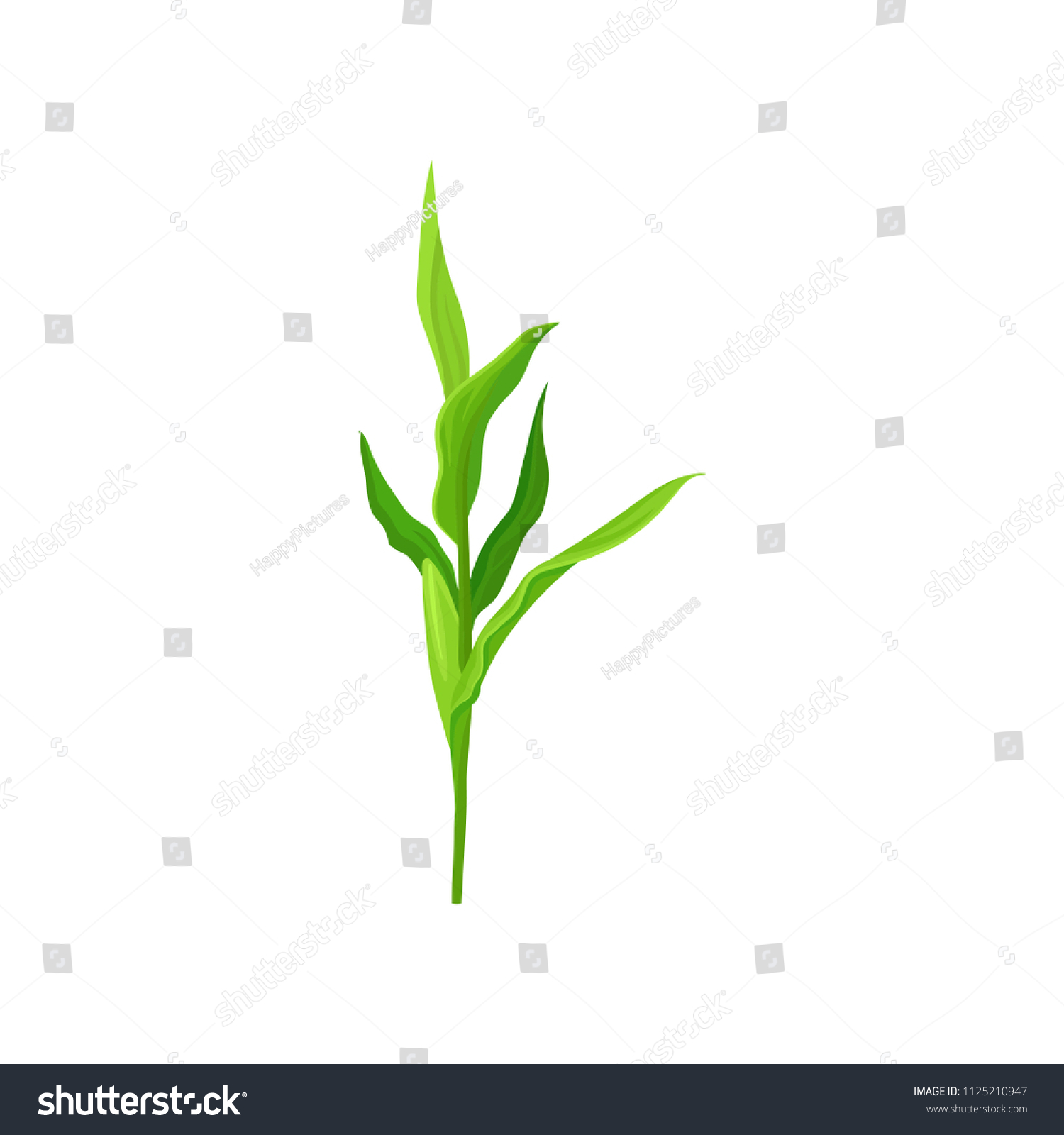 Green Corn Stalk Vector Illustration On Stock Vector (Royalty Free ...