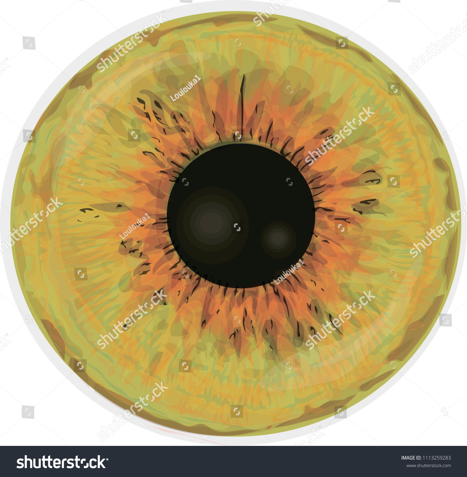 Green Eye Iris Vector Art Eye Stock Vector (Royalty Free) 1113259283 ...