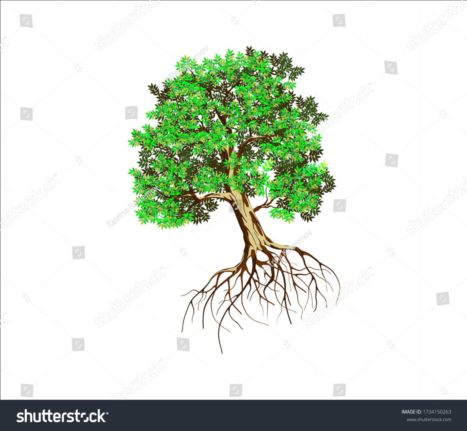 Green Olive Tree Roots Vector Illustration: Vector có sẵn (miễn phí bản ...