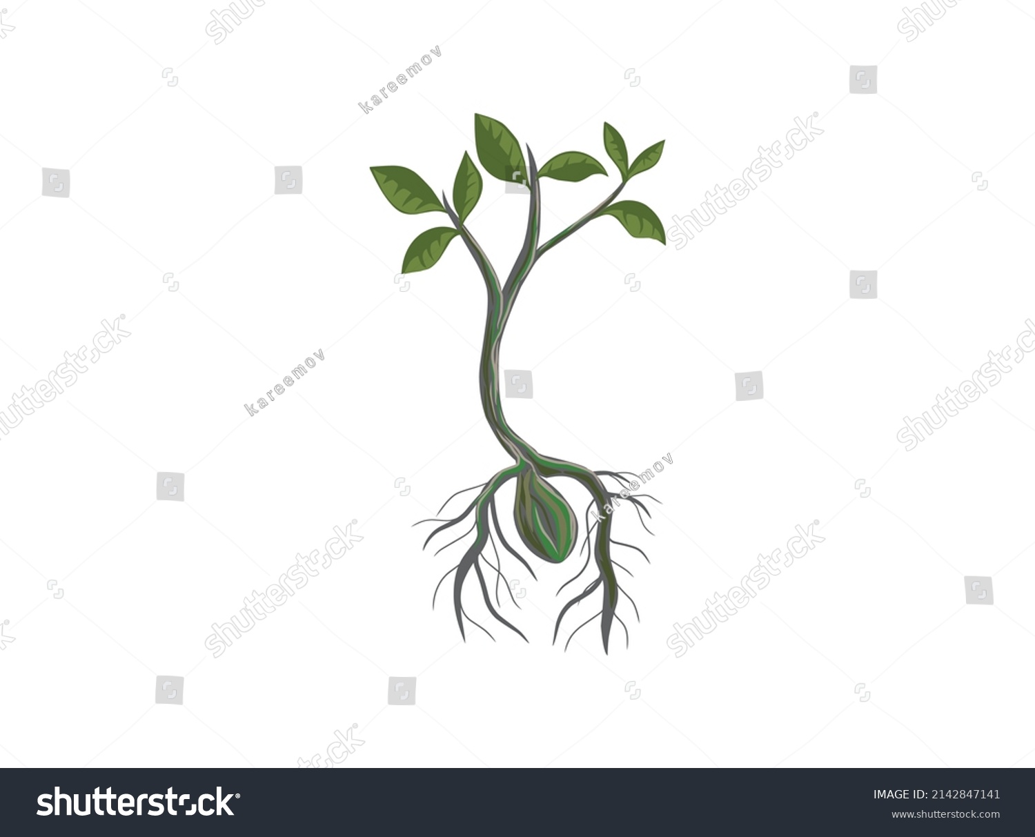 Growing Tree Seeds Vector Hand Drawing Stock Vector (Royalty Free ...
