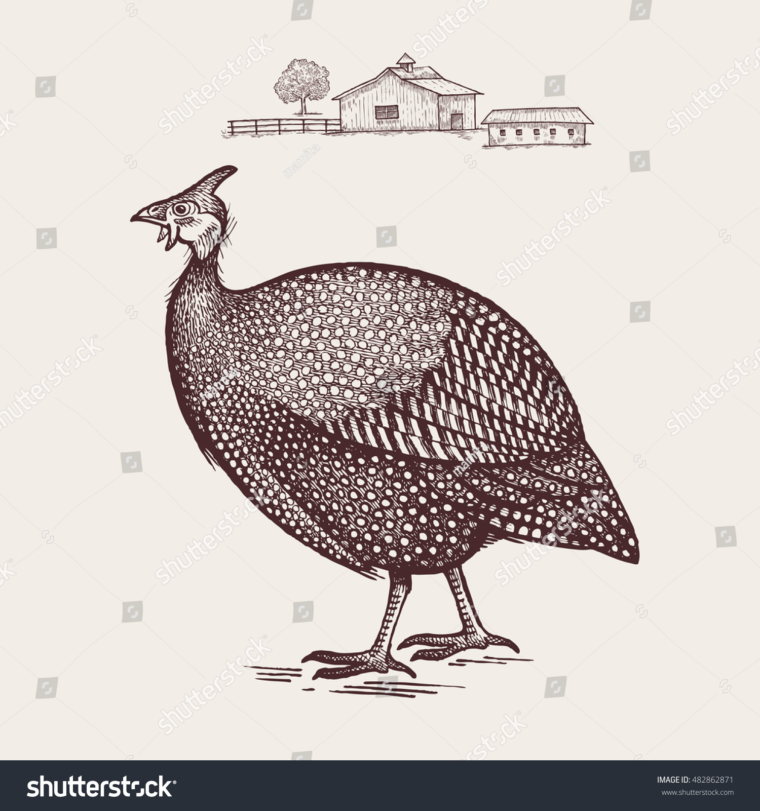 156 Guinea fowl sketch Images, Stock Photos & Vectors | Shutterstock