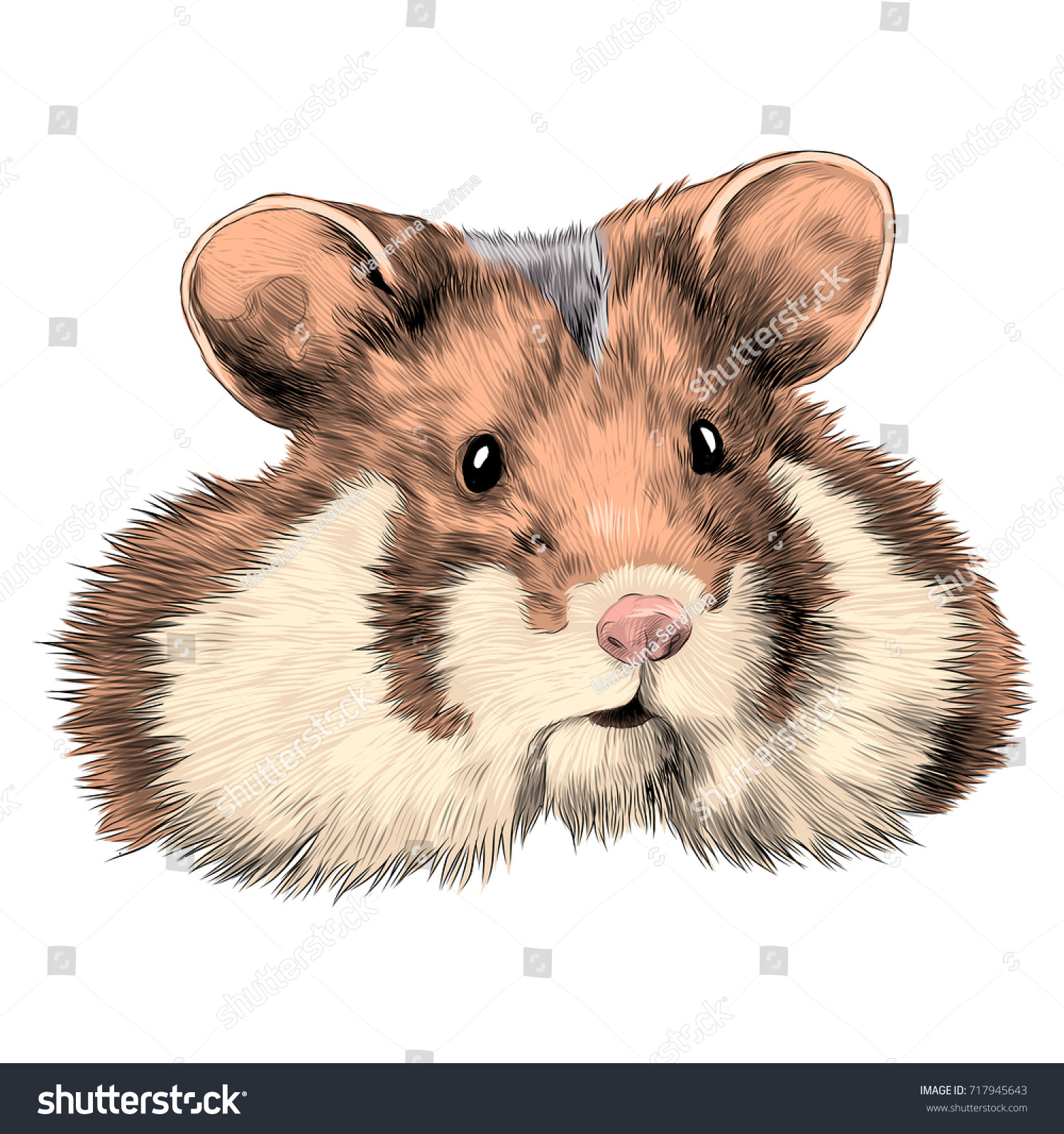 Hamster Sketch Vector Graphics Head Colored: vetor stock (livre de ...