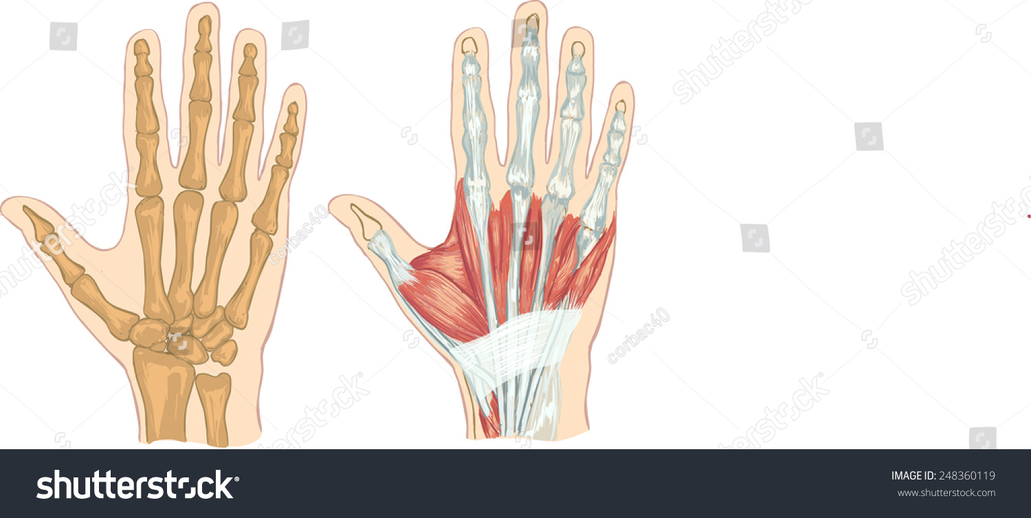 Hand Anatomy Stock Vector (Royalty Free) 248360119 - Shutterstock