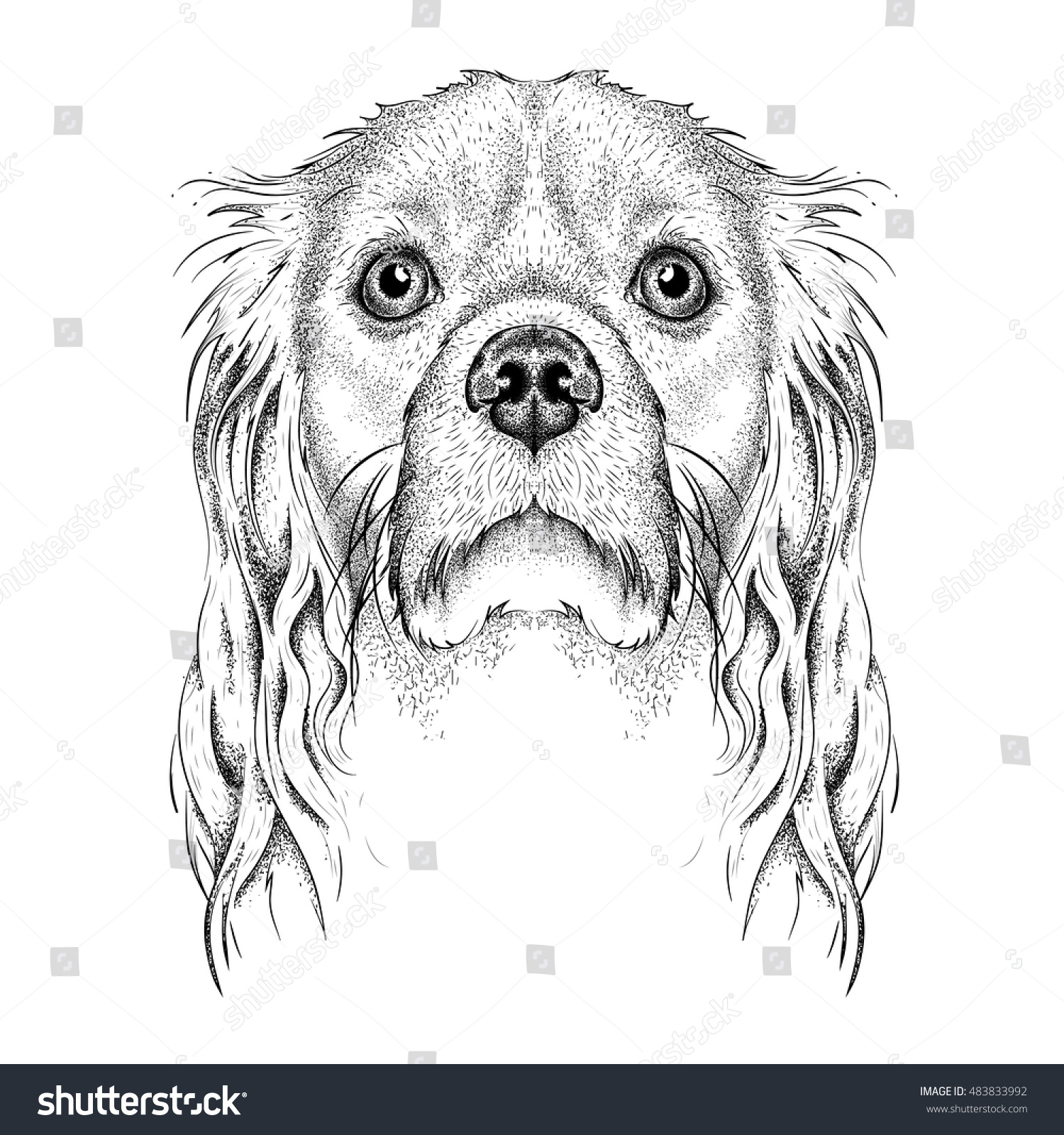 Hand Draw Cocker Spaniel Portrait Hand Stock Vector (Royalty Free ...