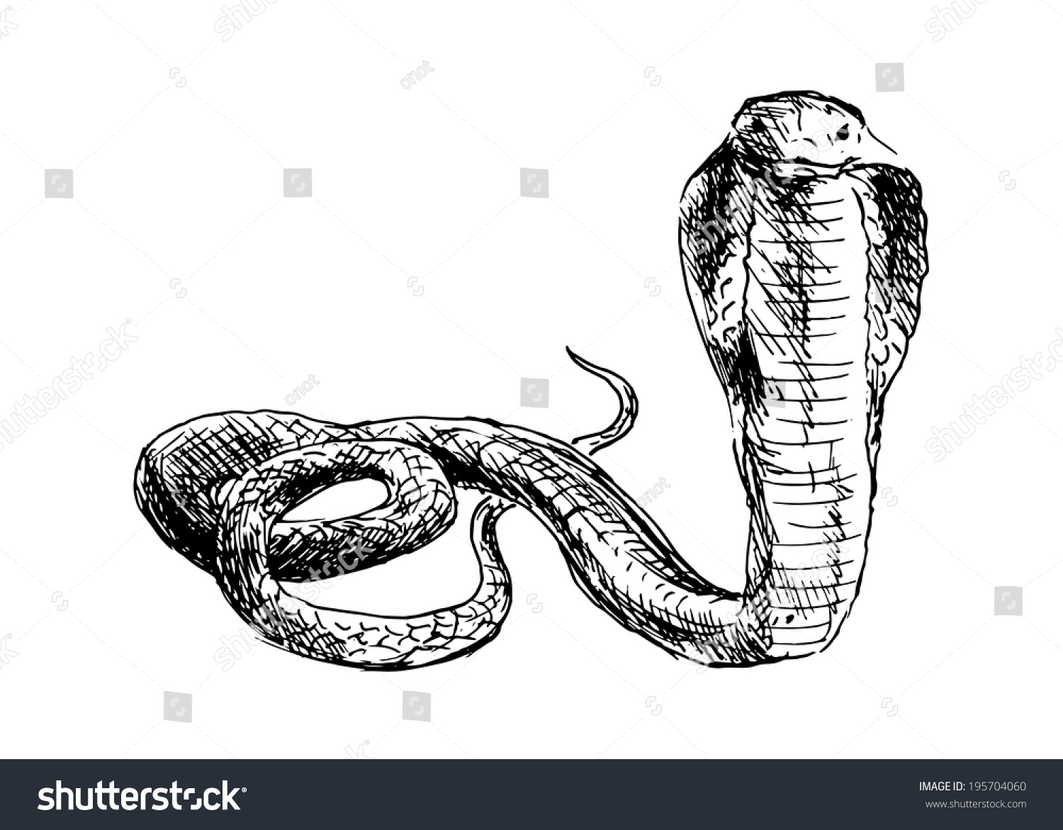 Hand Drawing Cobra Vector Illustration Stock Vector (Royalty Free ...