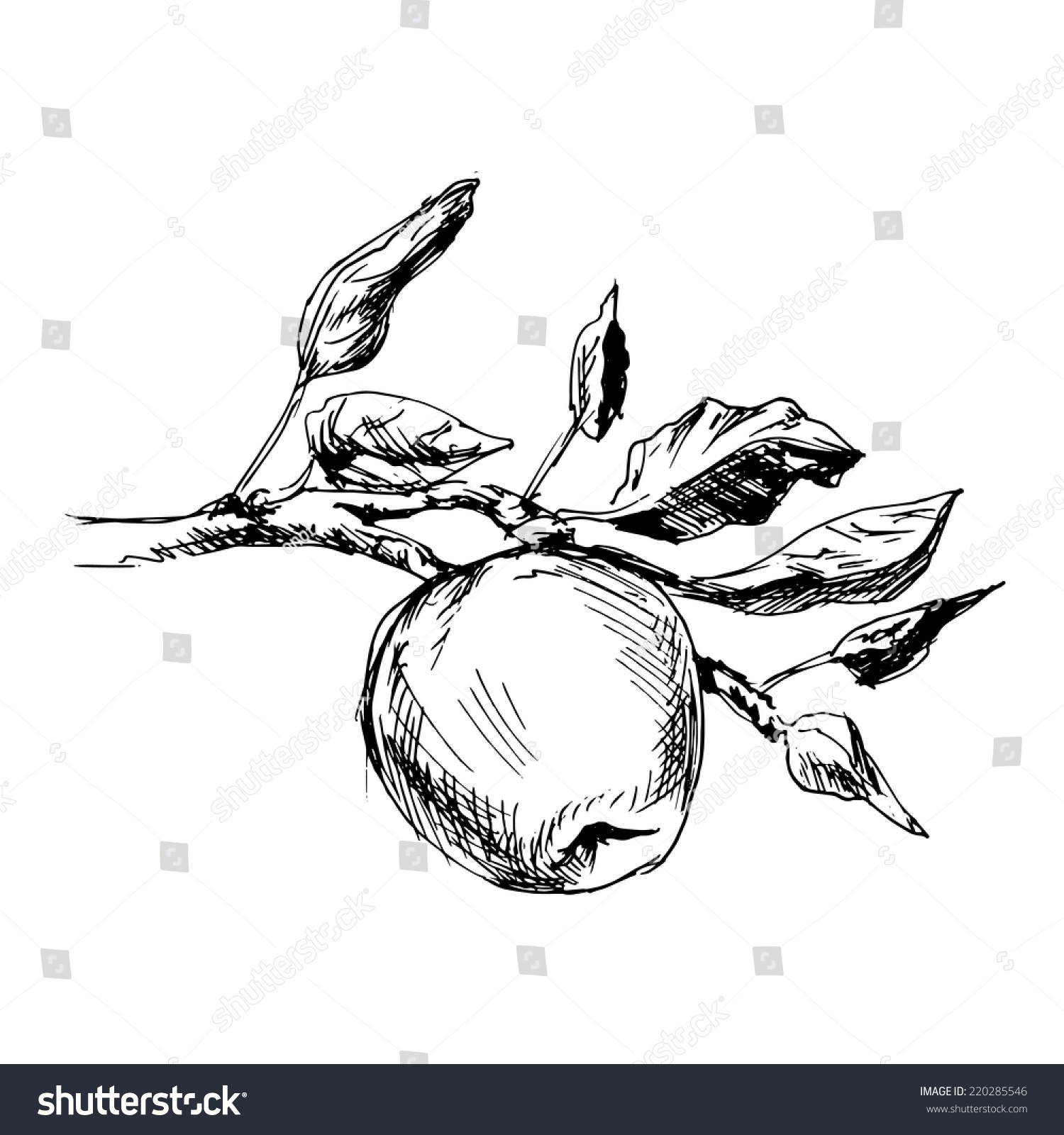 Hand Drawing Apple Vector Illustration Stock Vector (Royalty Free ...
