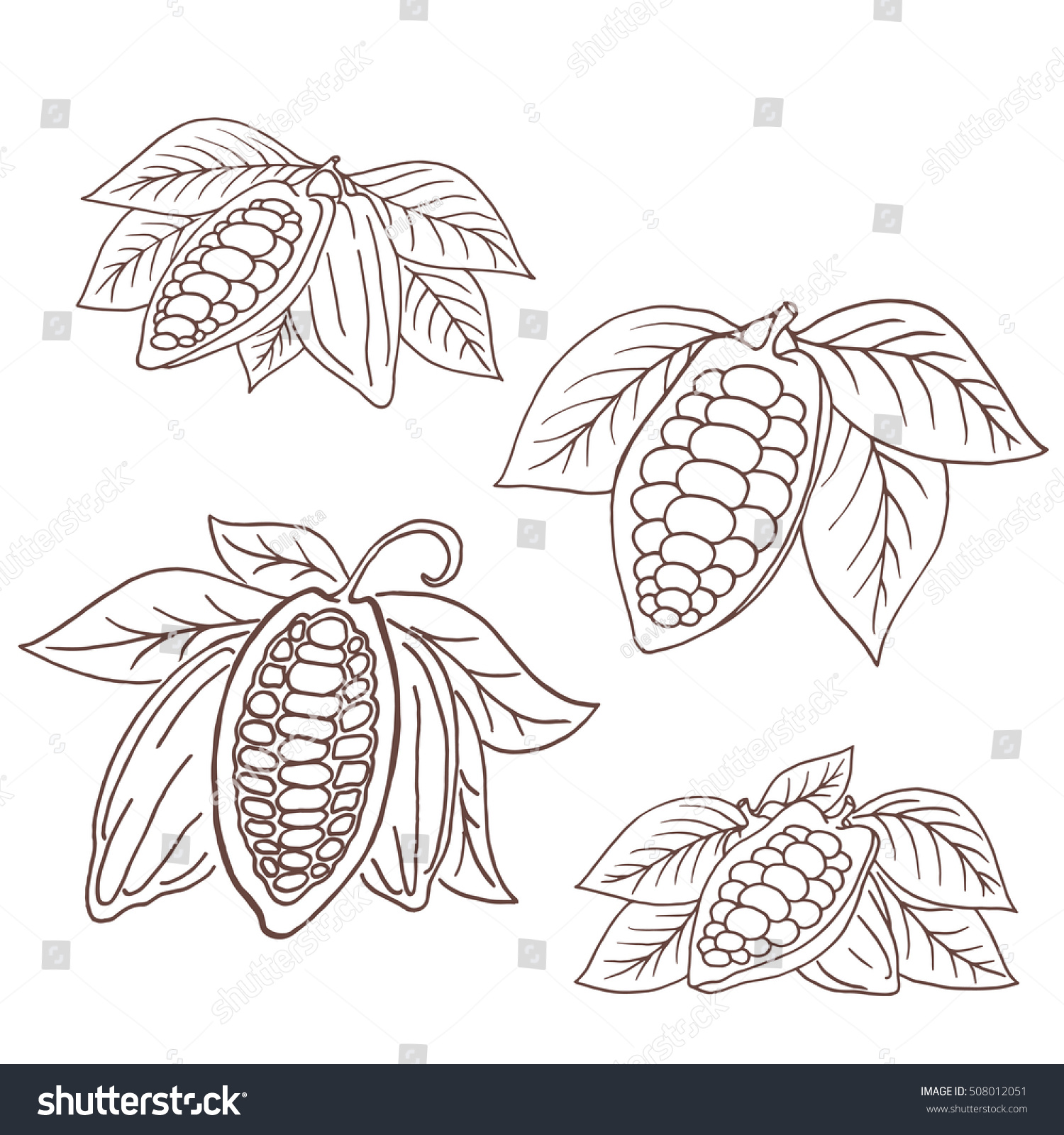 Hand Drawing Isolated Cocoa Beans Vector Stock Vector 508012051 ...