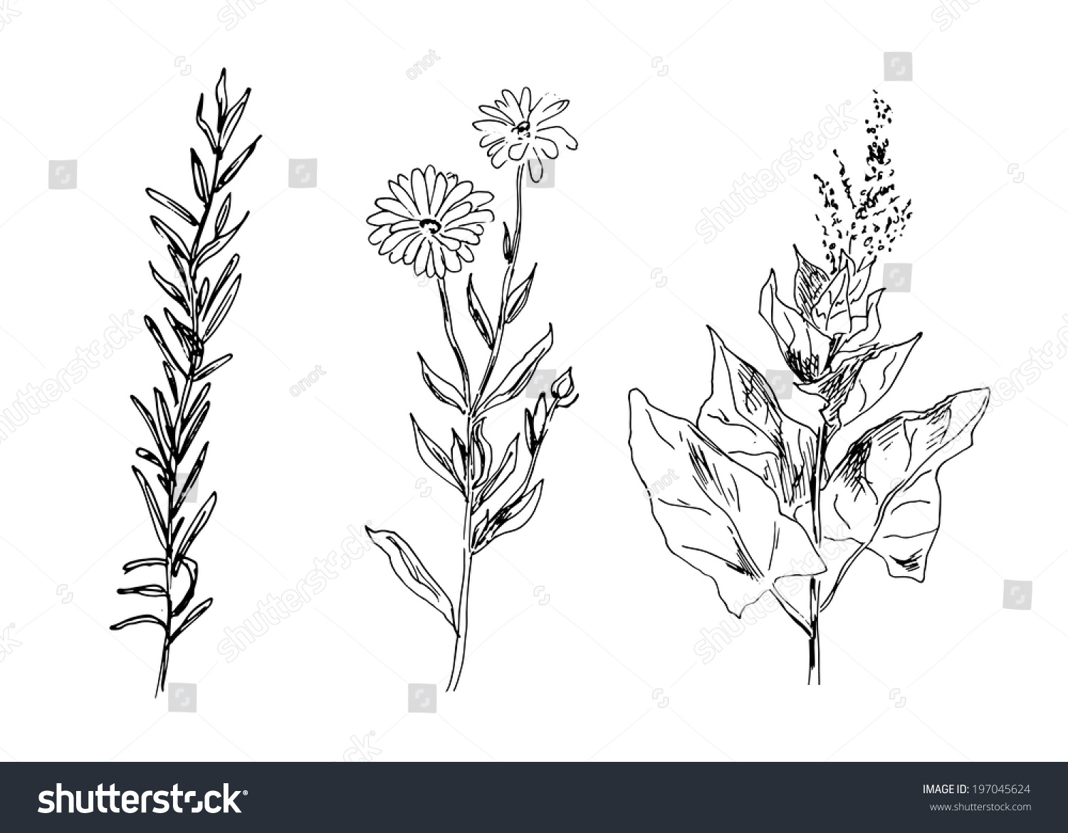 Hand Drawing Plants Vector Illustration: เวกเตอร์สต็อก (ปลอดค่า ...