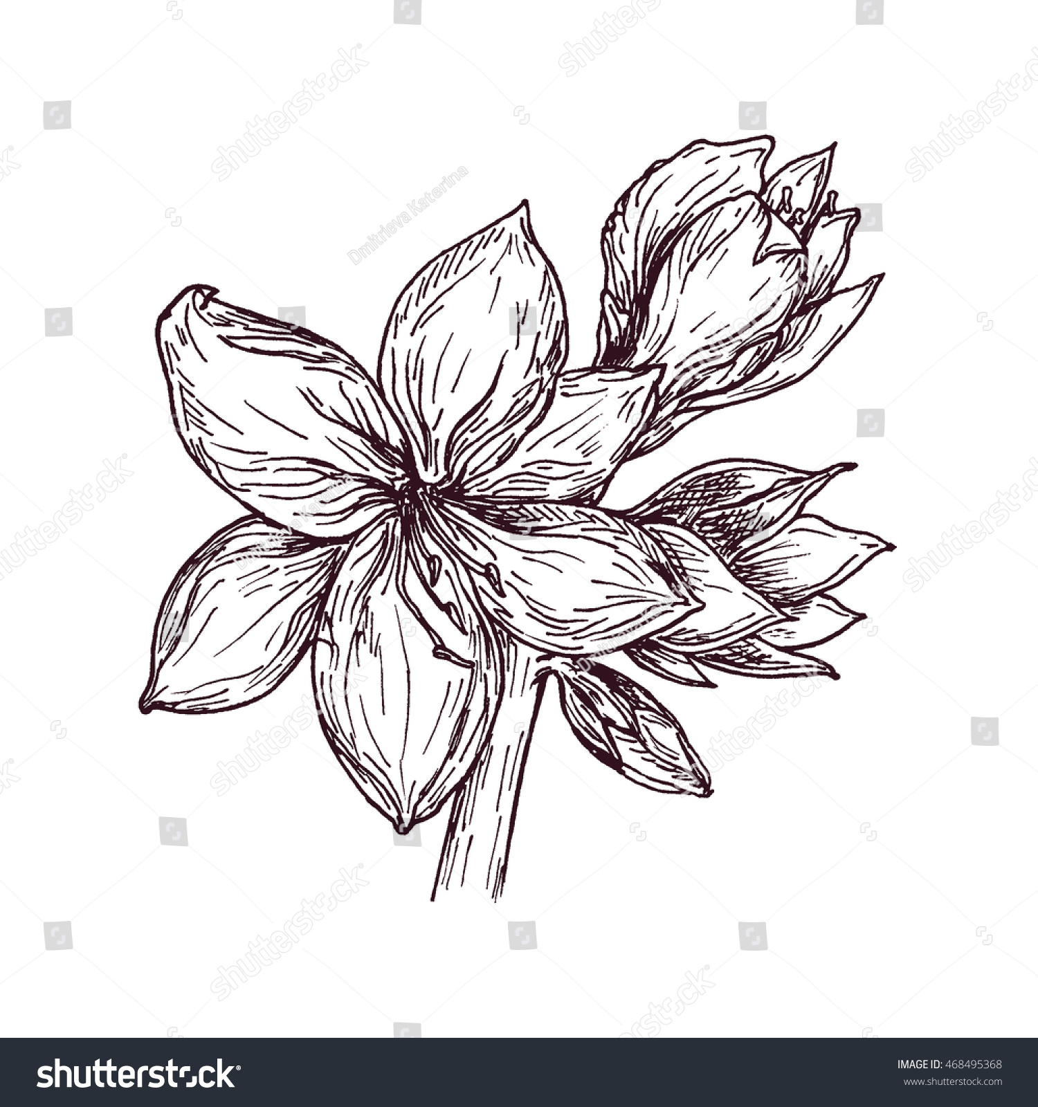 Hand Drawn Amaryllis Vector Illustration Stock Vector (Royalty Free ...