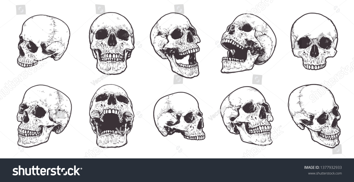 154.527 Anatomy of the skull Gambar, Foto Stok & Vektor | Shutterstock