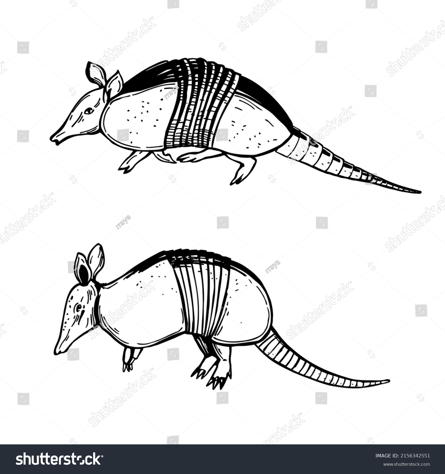 Handdrawn Armadillo Vector Sketch Illustration Stock Vector (Royalty ...