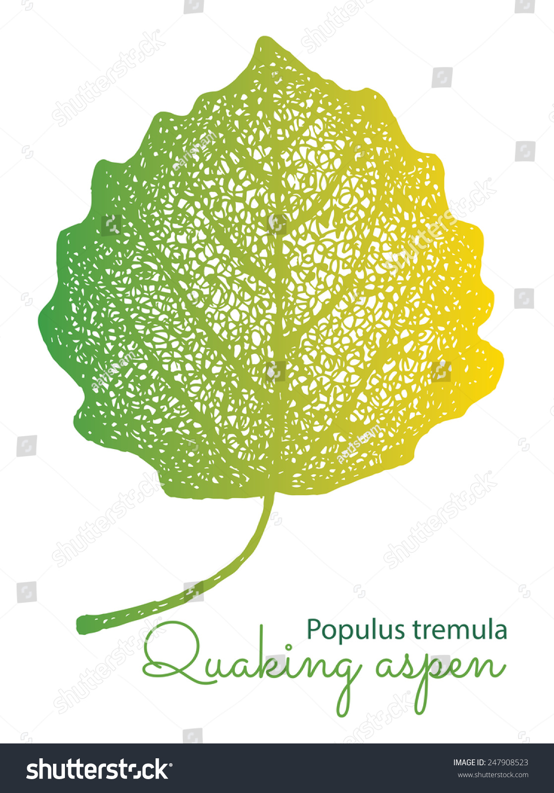 Hand Drawn Aspen Leaf Isolated Vector: vector de stock (libre de ...