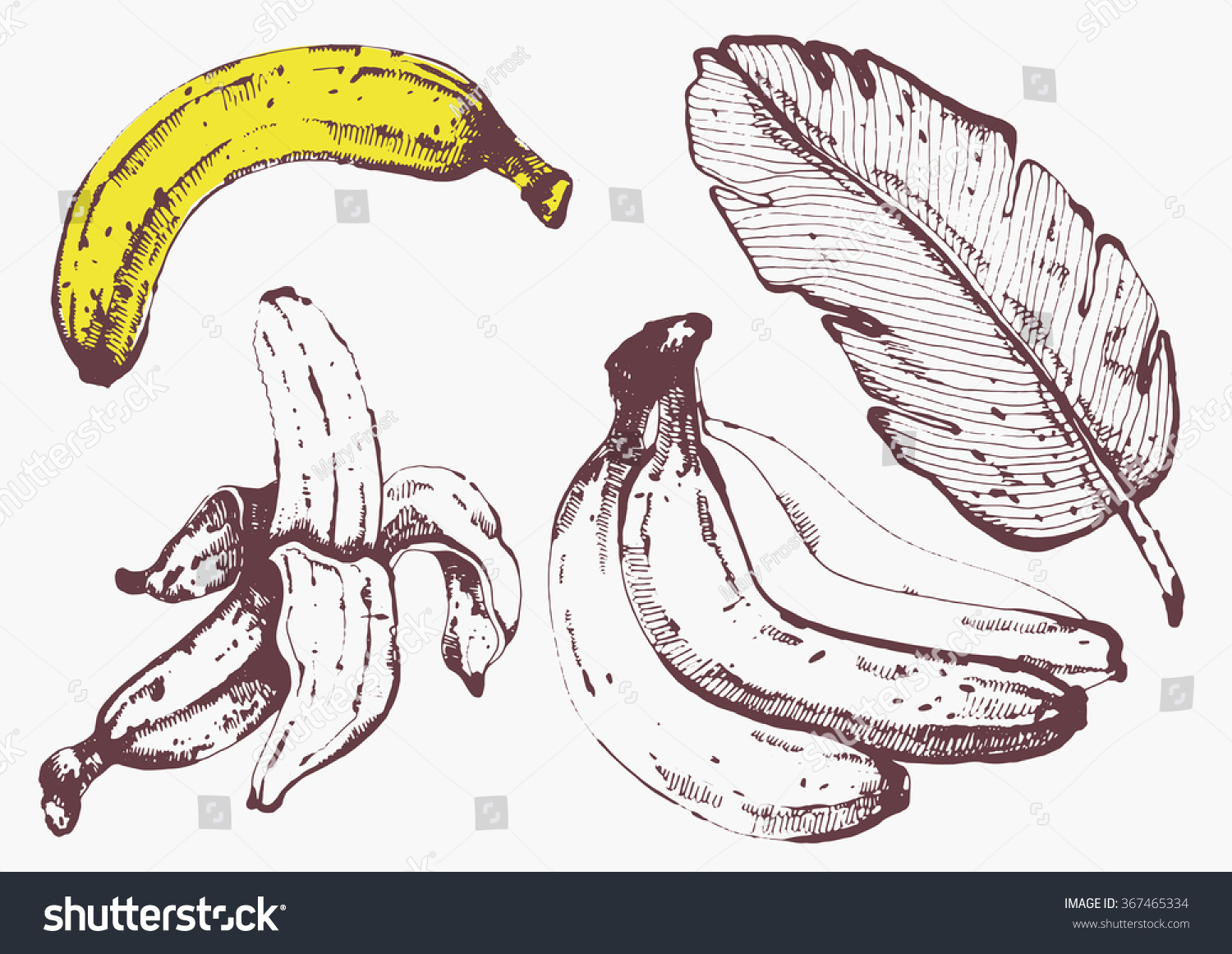 Hand Drawn Banana Vector Collection Stock Vector (Royalty Free) 367465334