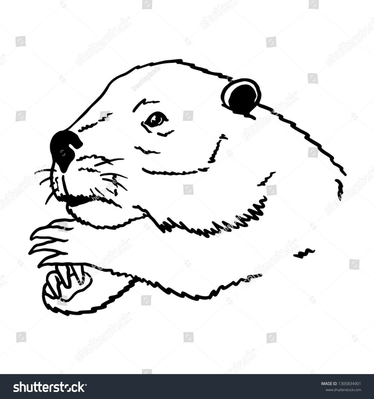 Hand Drawn Beaver Illustration Vector Stock Vector (Royalty Free ...