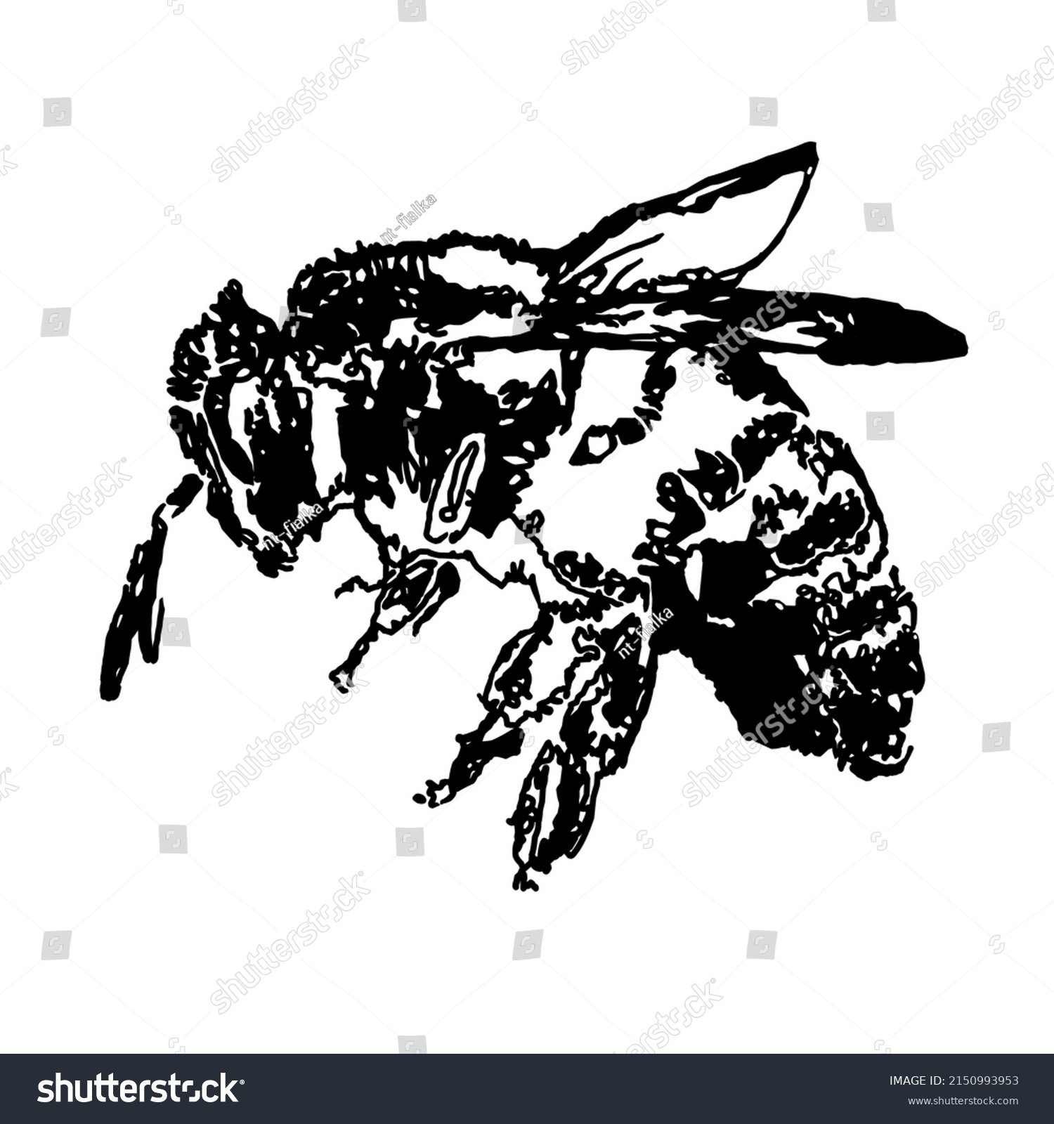 Hand Drawn Bee Vector Illustration Stock Vector (Royalty Free ...