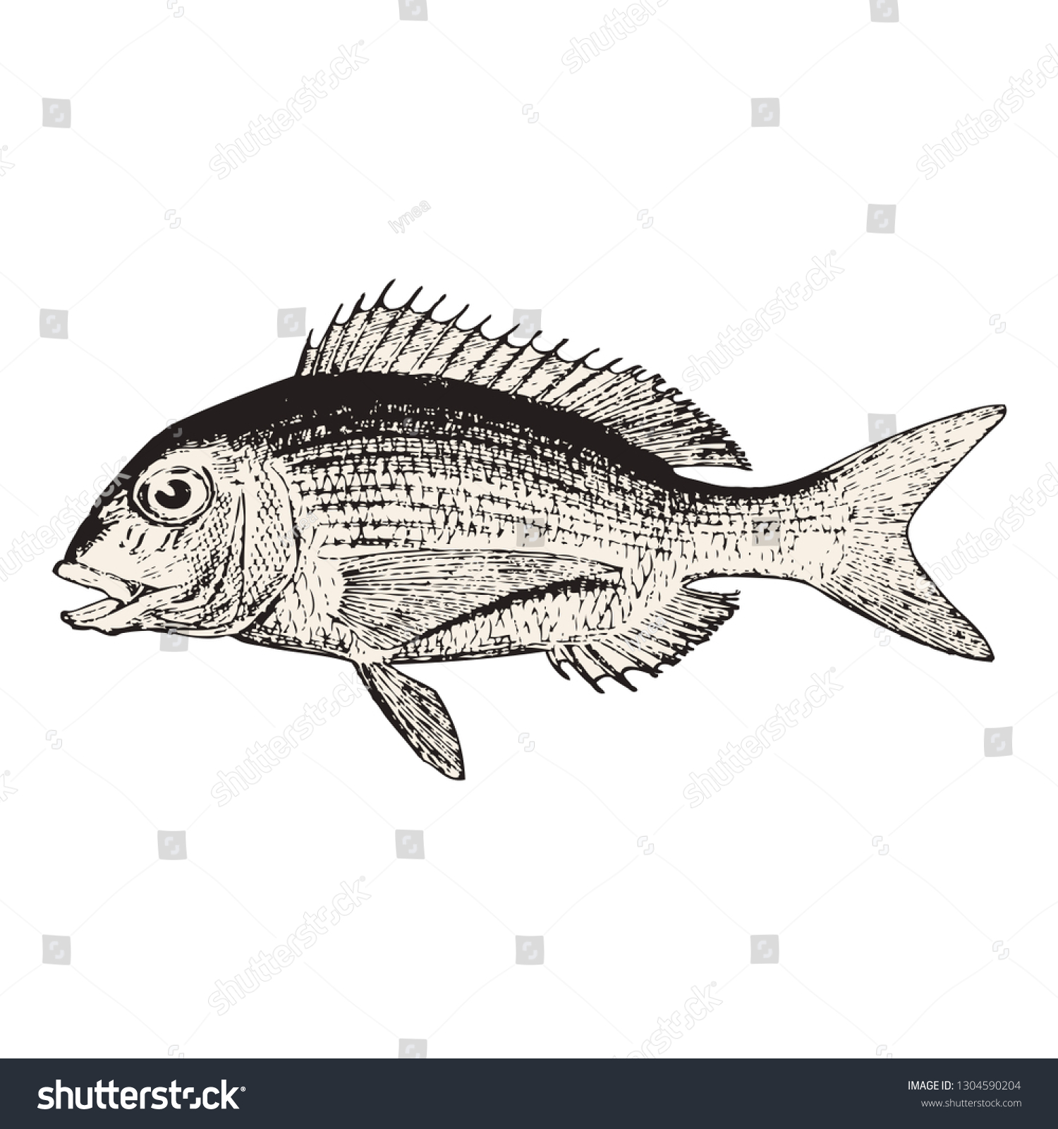 Hand Drawn Bream Fish Vector Illustration: เวกเตอร์สต็อก (ปลอดค่า ...