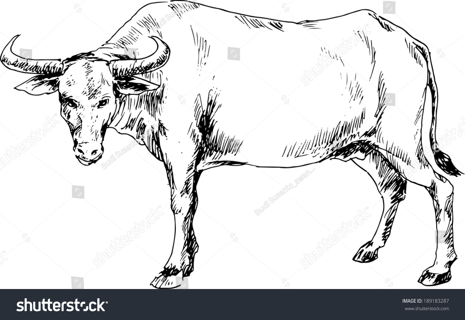 Hand Drawn Buffalo Stock Vector (Royalty Free) 189183287