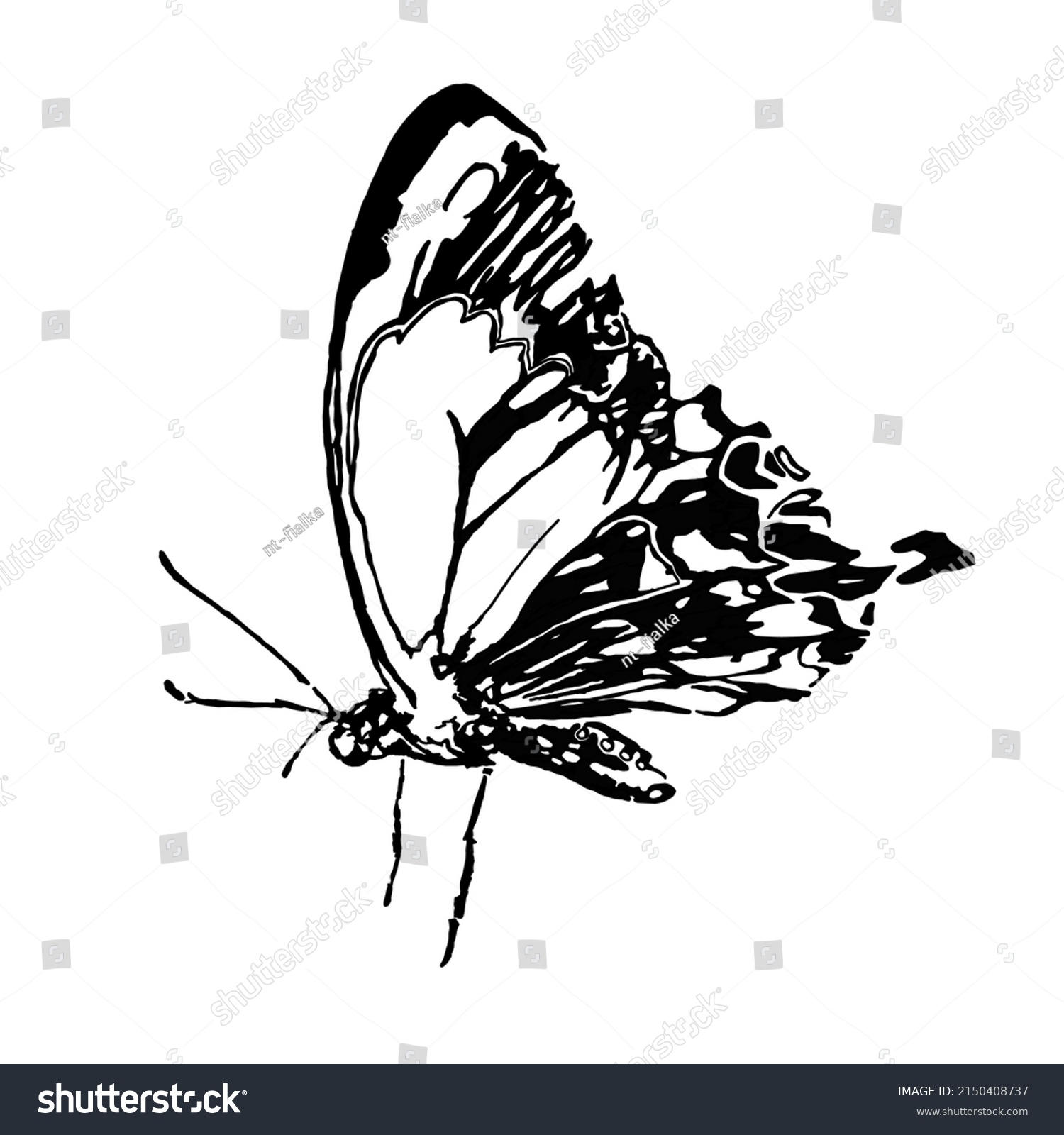 Hand Drawn Butterfly Vector Illustration Stock Vector (Royalty Free ...