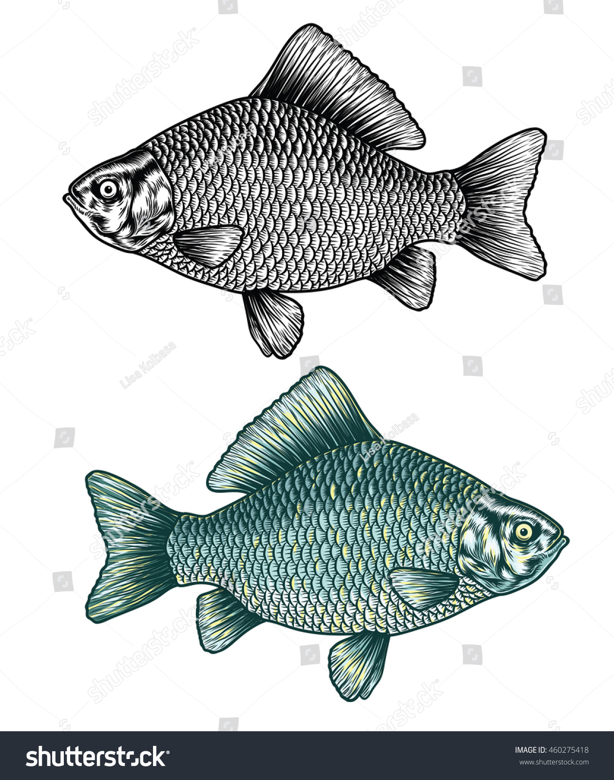 Hand Drawn Carp Fish Vector Illustration Stock Vector (Royalty Free ...