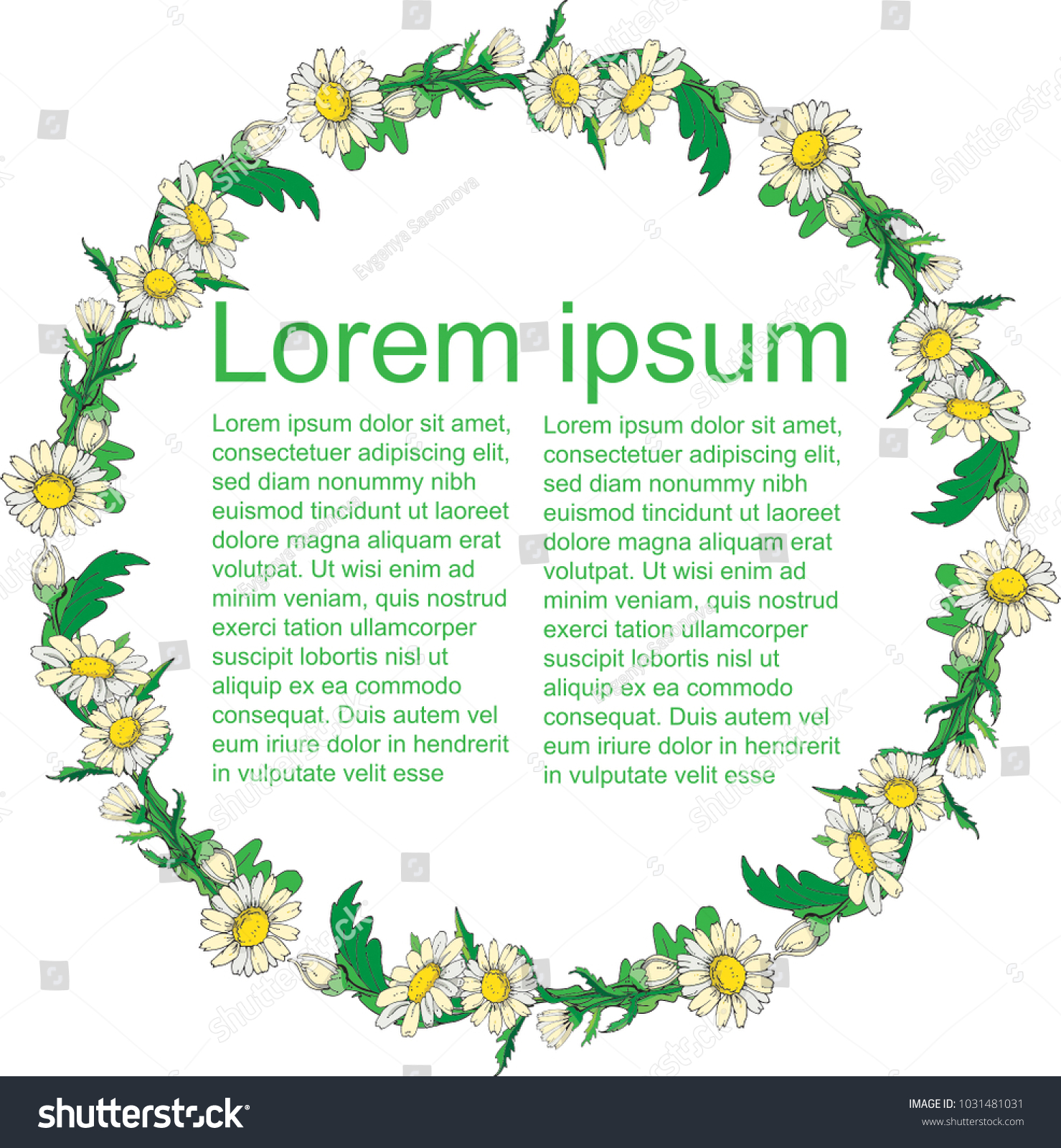 Hand Drawn Chamomile Border Stock Vector (Royalty Free) 1031481031 ...