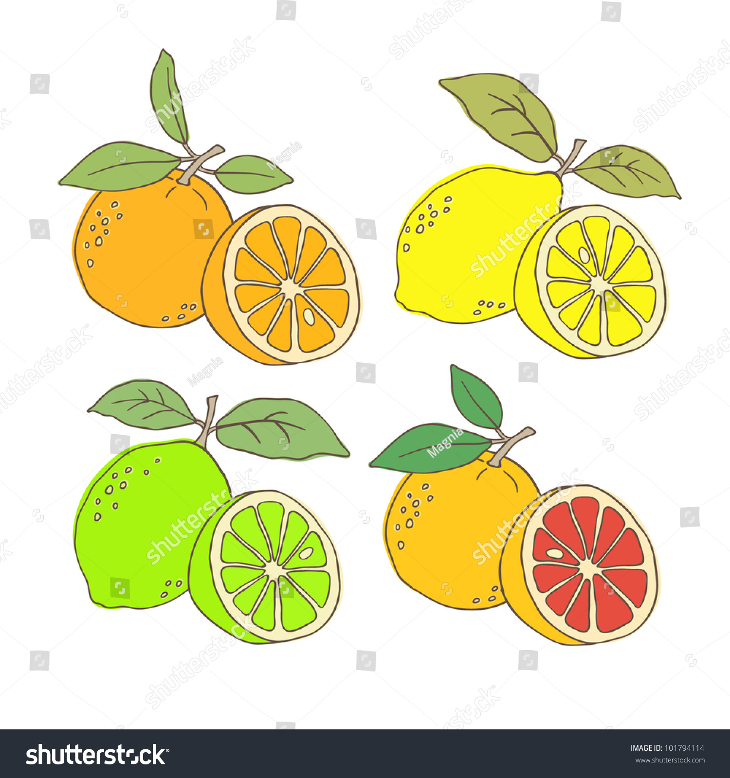 Hand Drawn Citrus Set Vector Illustration Stock Vector (Royalty Free ...