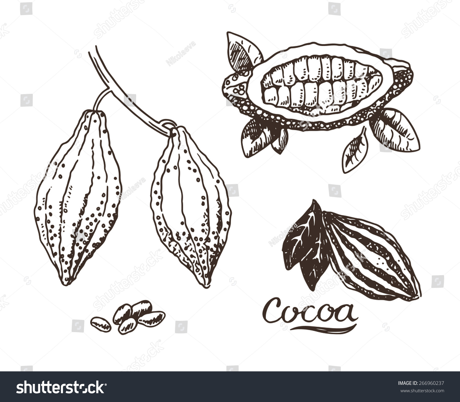 Hand Drawn Cocoa Vector Sketch Illustration: เวกเตอร์สต็อก (ปลอดค่า ...