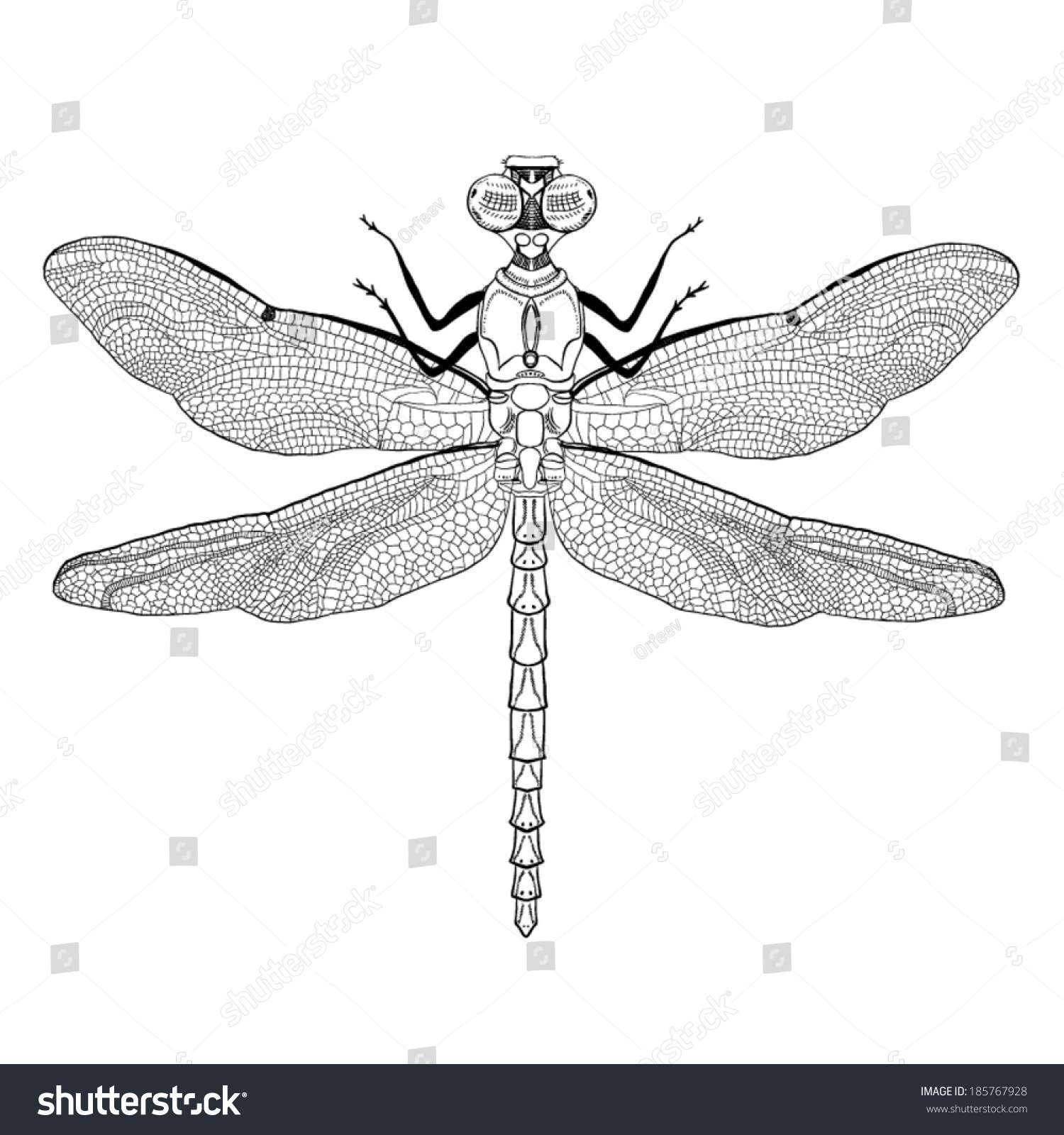 Hand Drawn Dragonfly Stock Vector (Royalty Free) 185767928