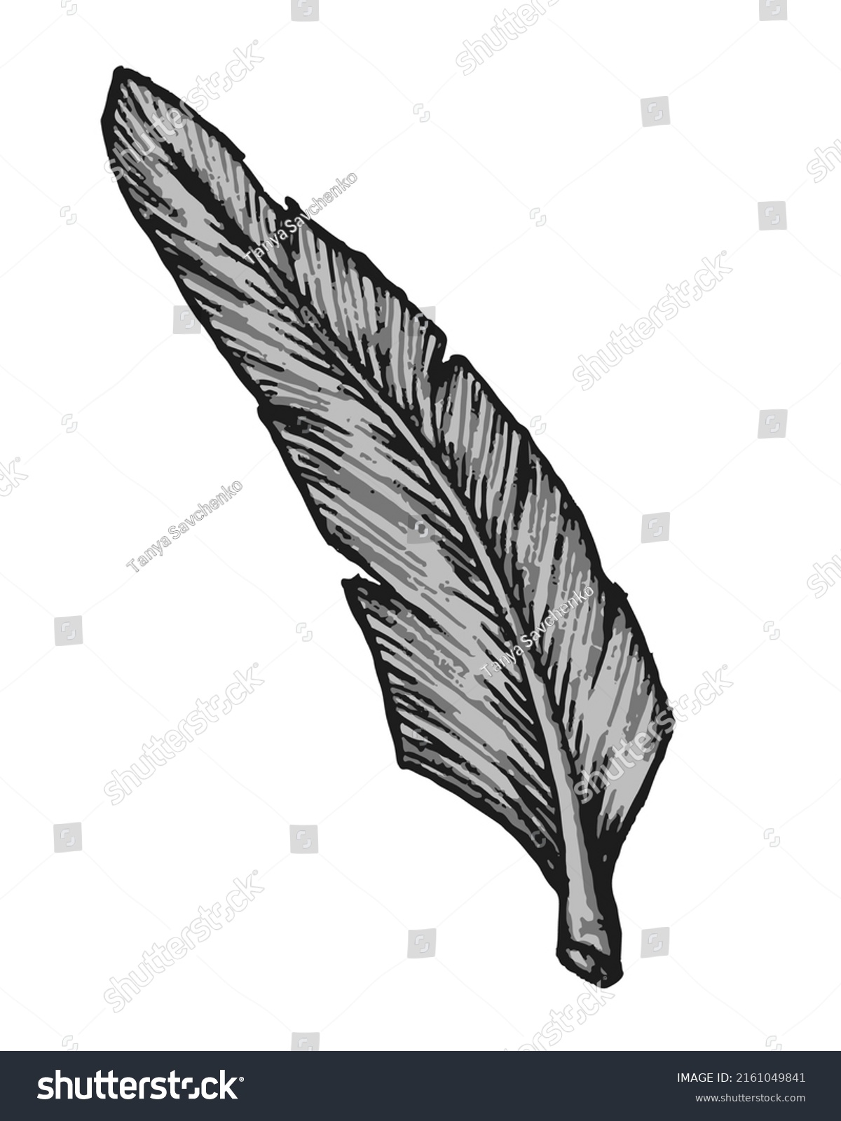 Hand Drawn Feather Vector Illustration Stock Vector (Royalty Free ...