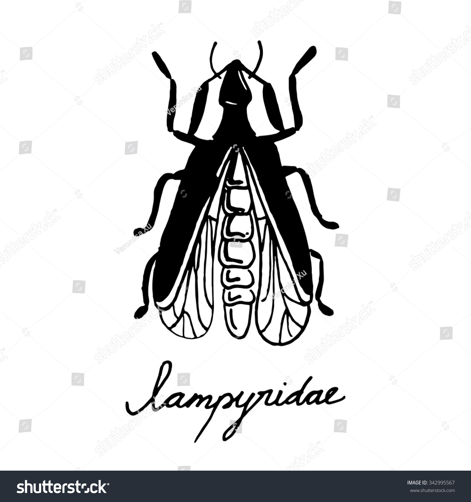 Hand Drawn Firefly Vector Doodle Stock Vector (Royalty Free) 342995567