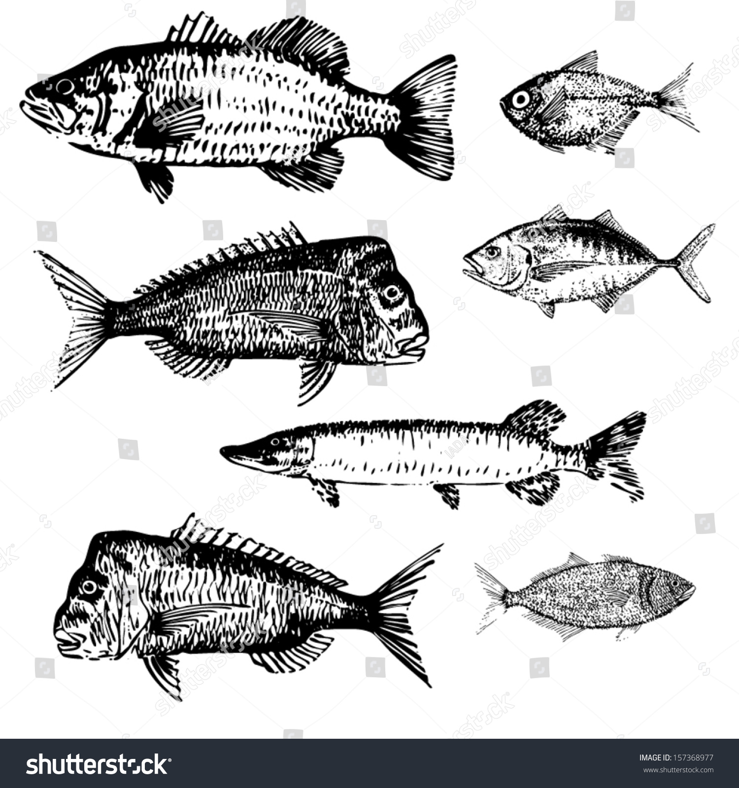 Australian bass fish Images, Stock Photos & Vectors | Shutterstock