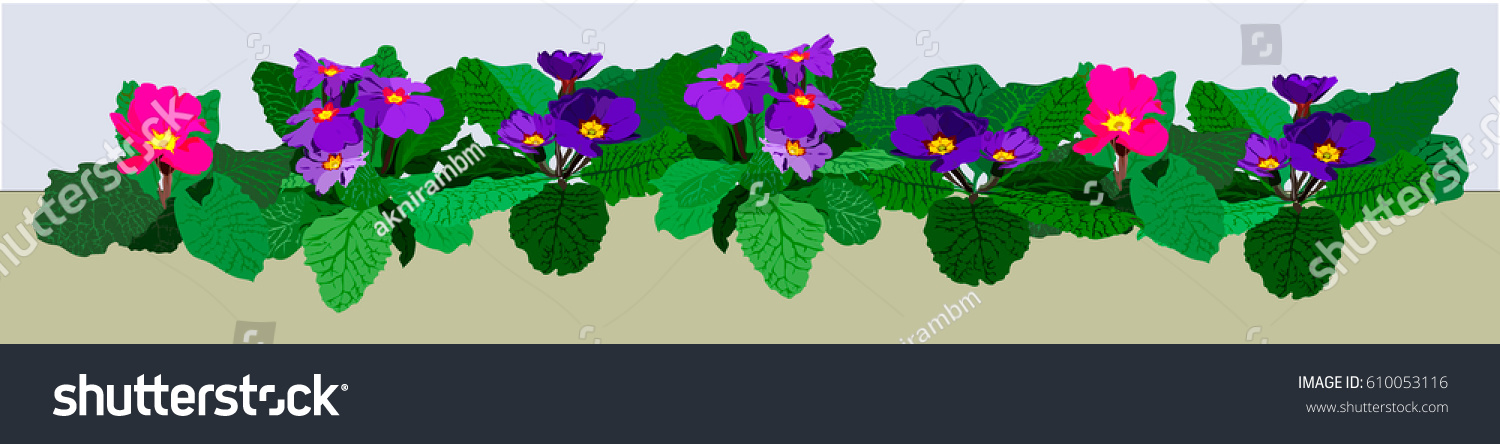 Hand Drawn Flower Border Primrose Vector Stock Vector (Royalty Free ...