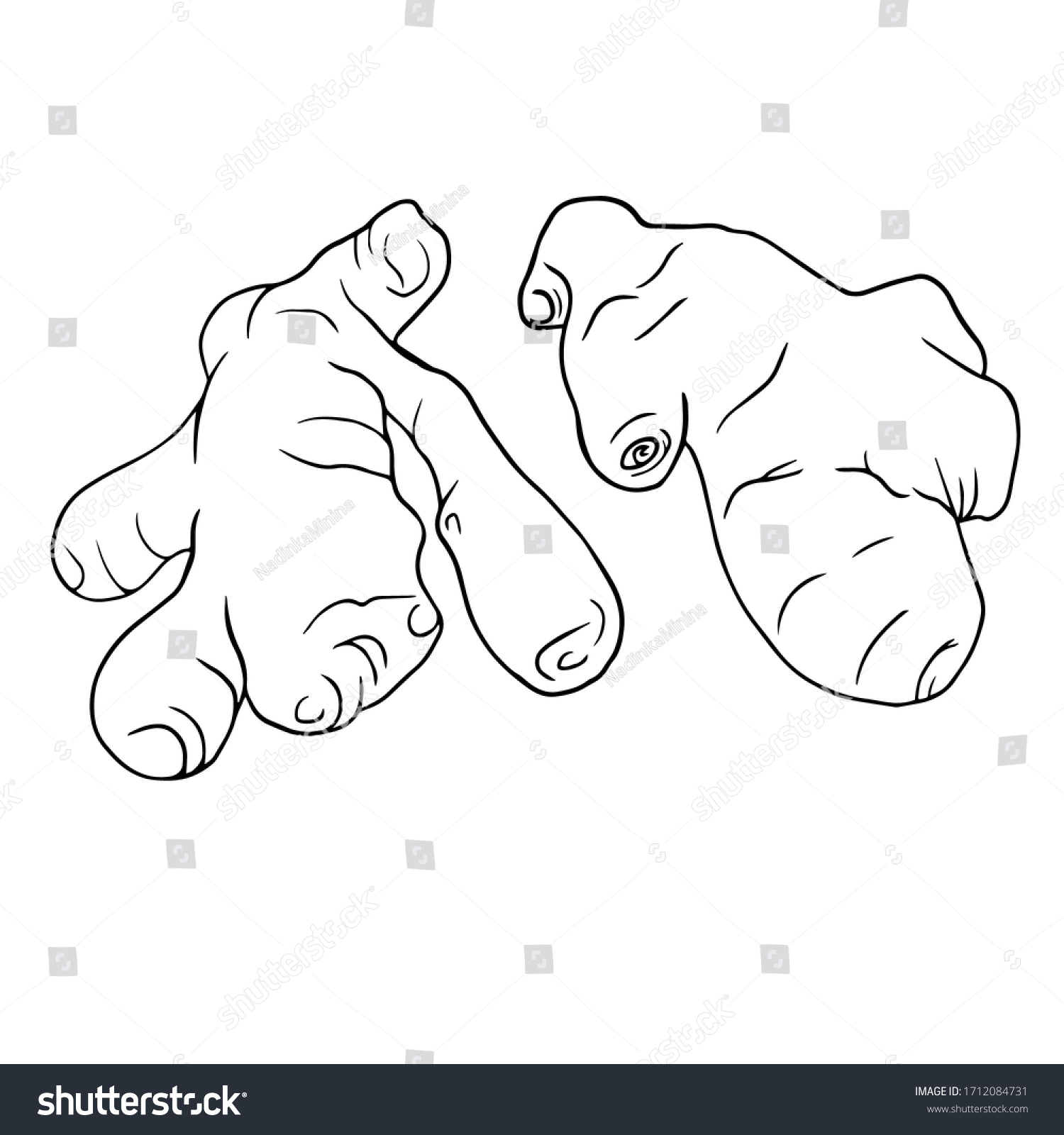 Hand Drawn Ginger Sketch Vector Illustration Stock Vector (Royalty Free ...
