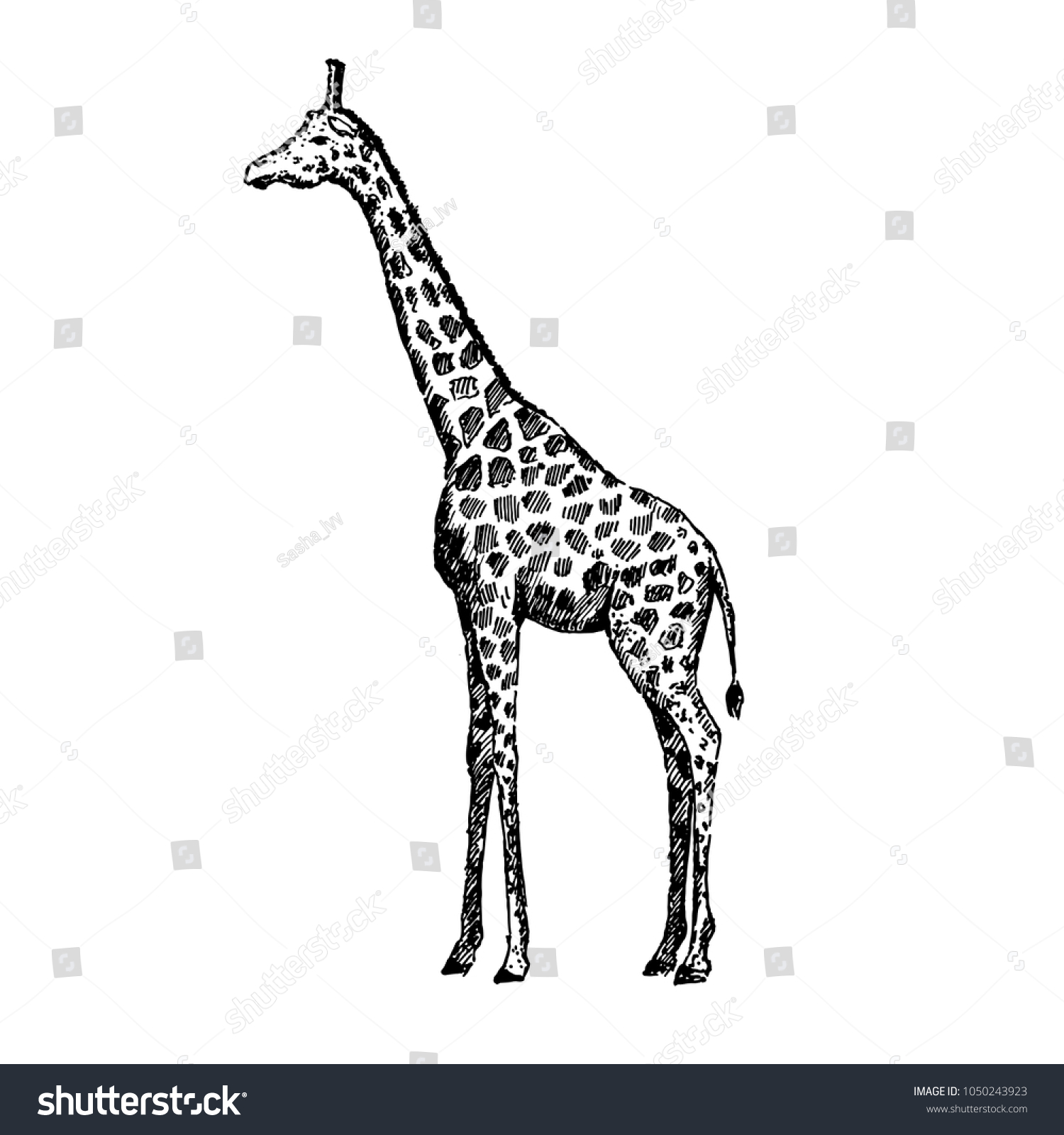 Hand Drawn Giraffe Sketch Vector Illustration Stock Vector (Royalty ...