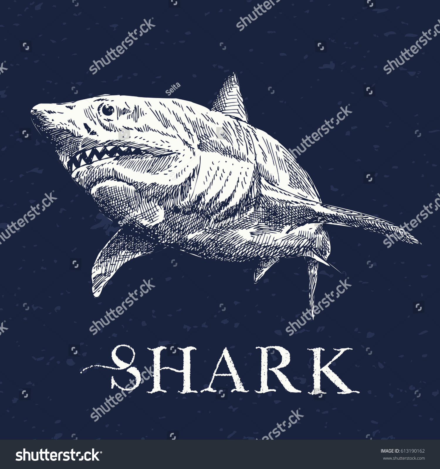 Hand Drawn Great White Shark Vector: Vector có sẵn (miễn phí bản quyền ...
