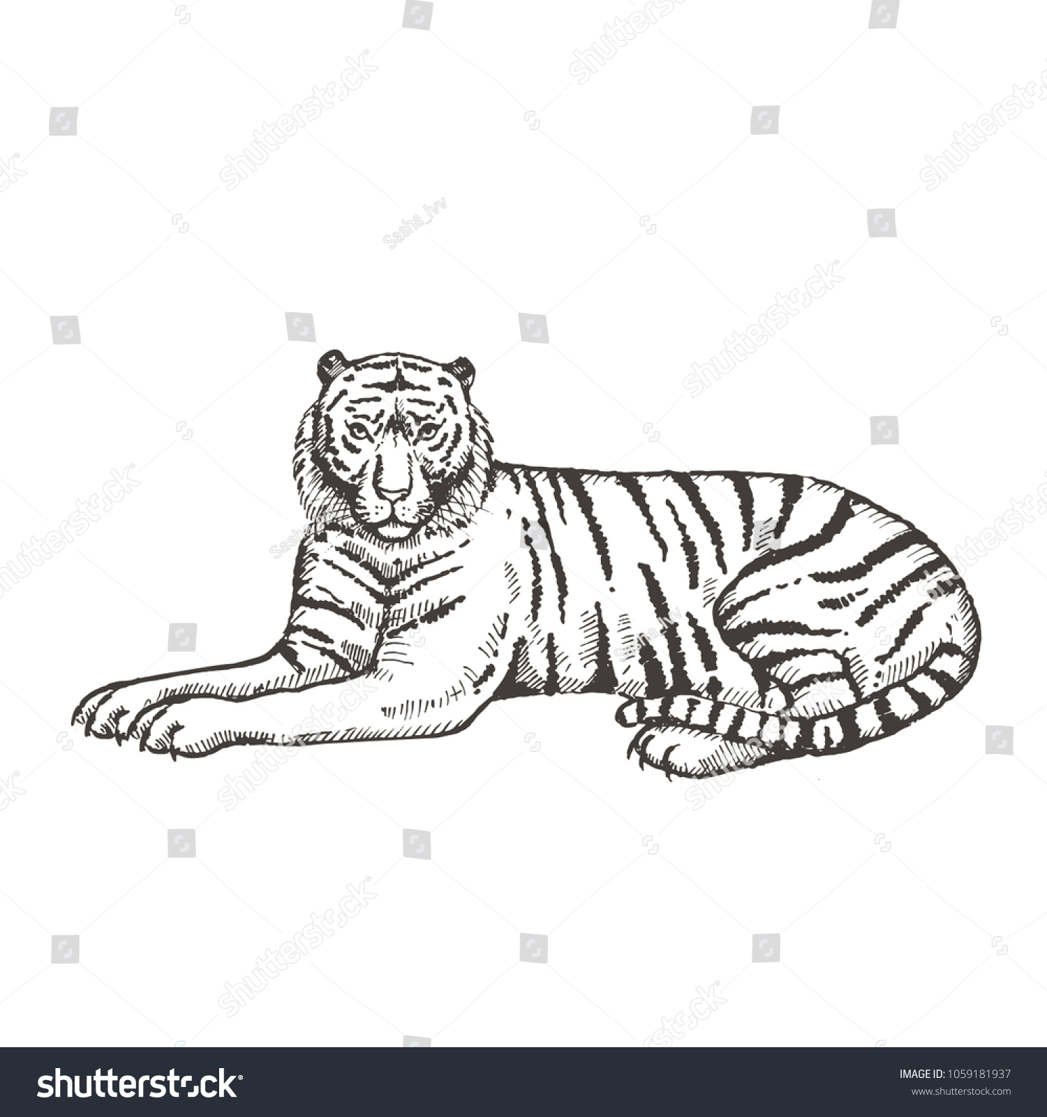 Hand Drawn Lying Tiger Sketch Vector Stock Vector (Royalty Free ...