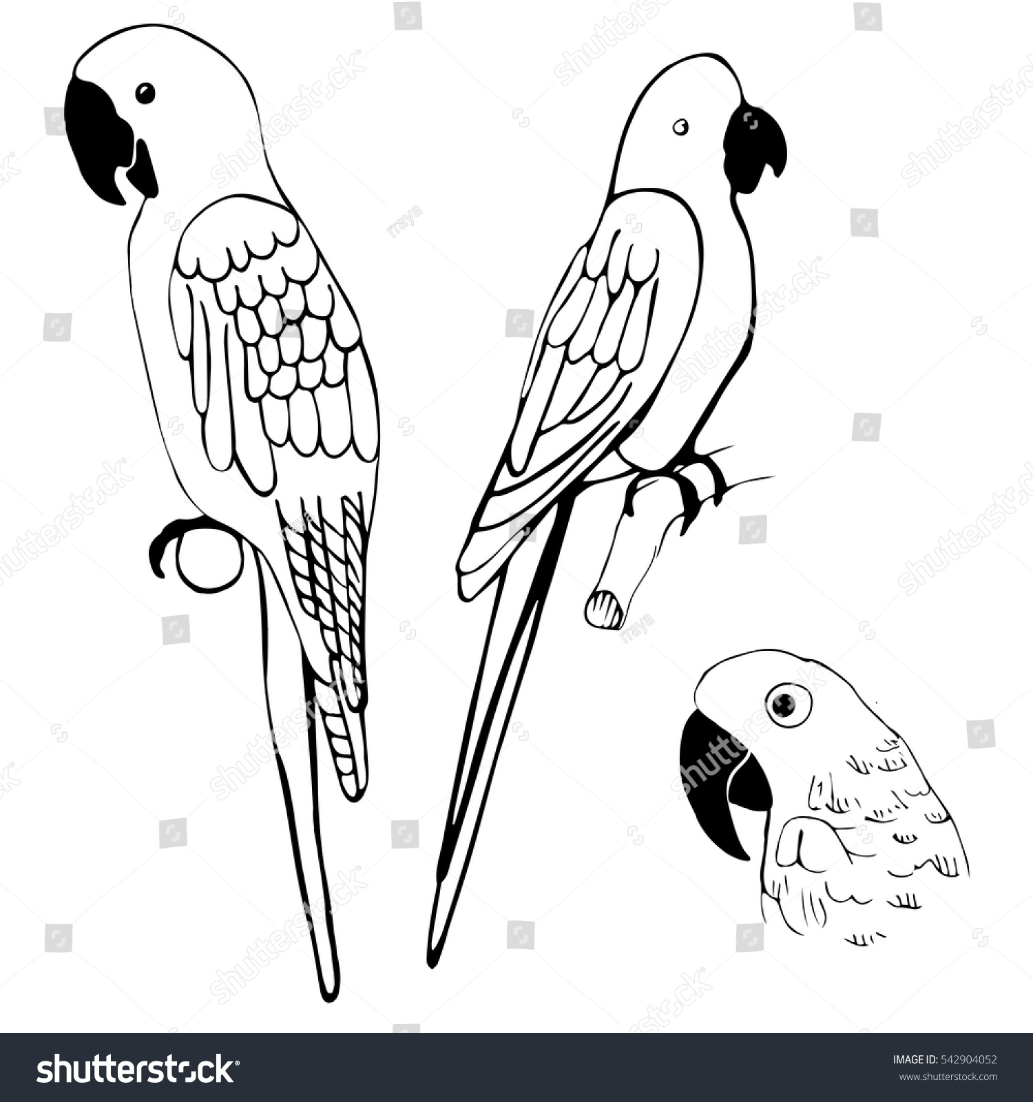 Hand Drawn Parrots Vector Illustration Stock Vector (Royalty Free ...