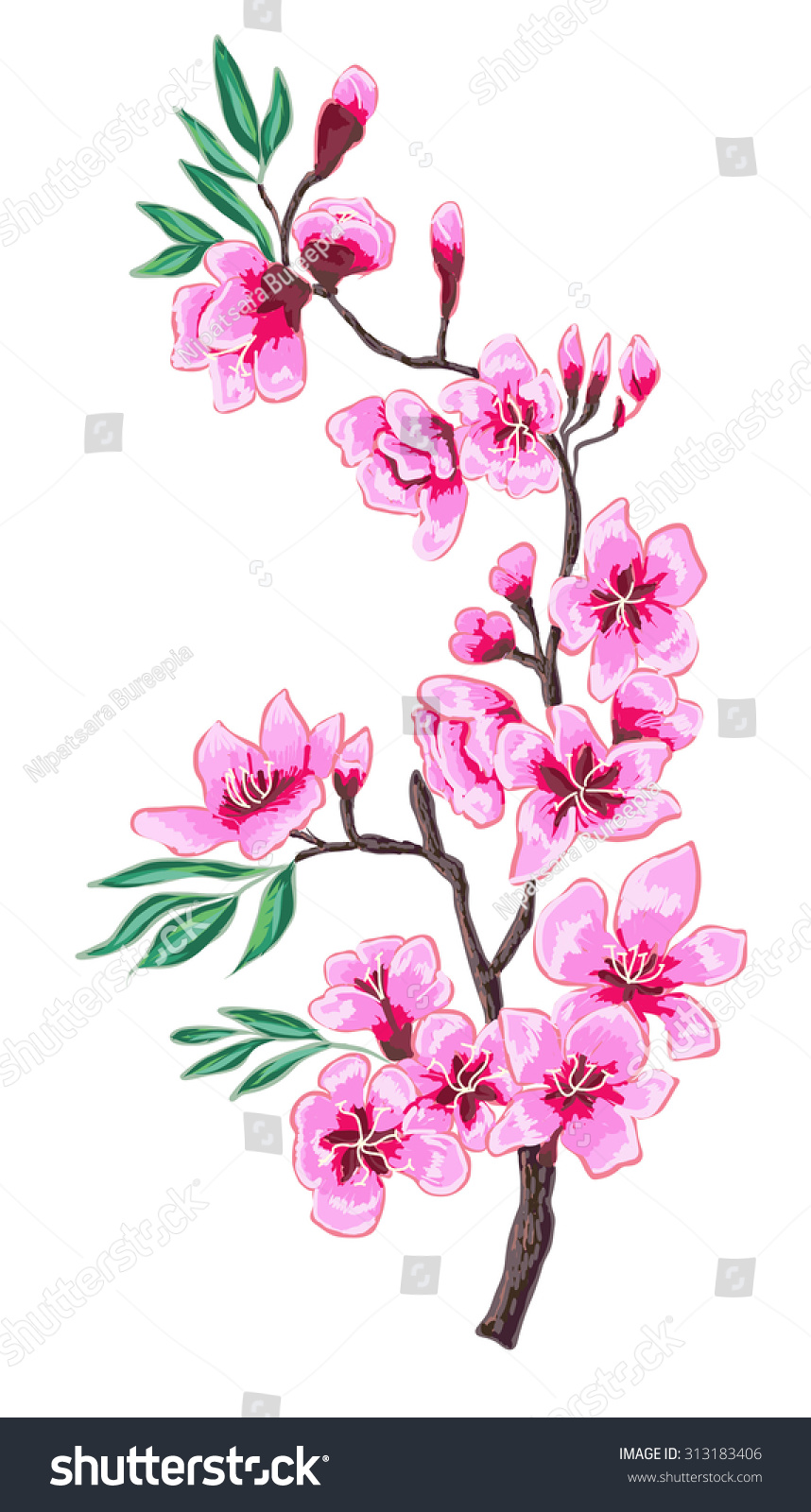 Hand Drawn Peach Blossom Vector: เวกเตอร์สต็อก (ปลอดค่าลิขสิทธิ์ ...