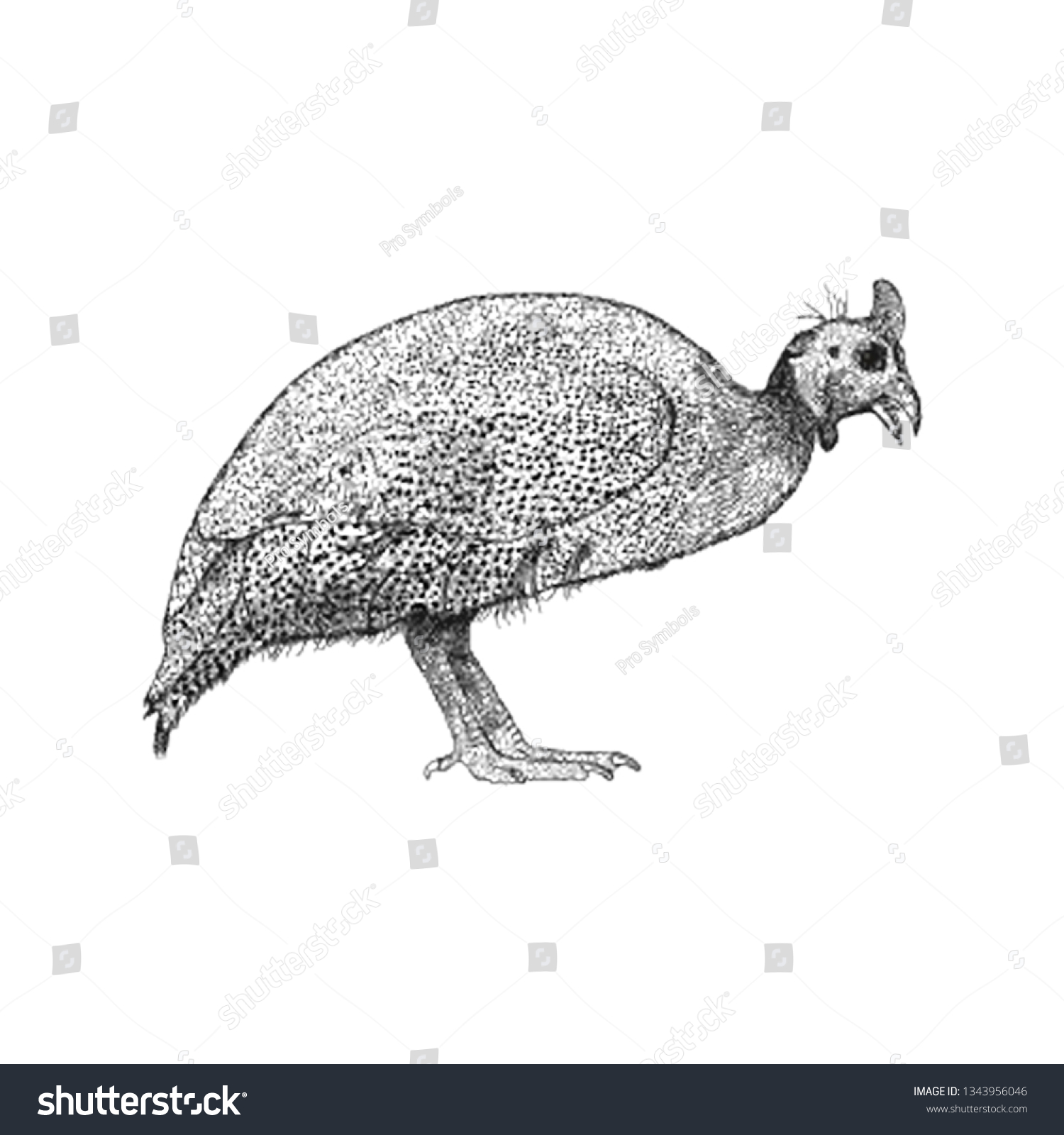 Hand Drawn Quill Illustration Vector Stock Vector (Royalty Free ...