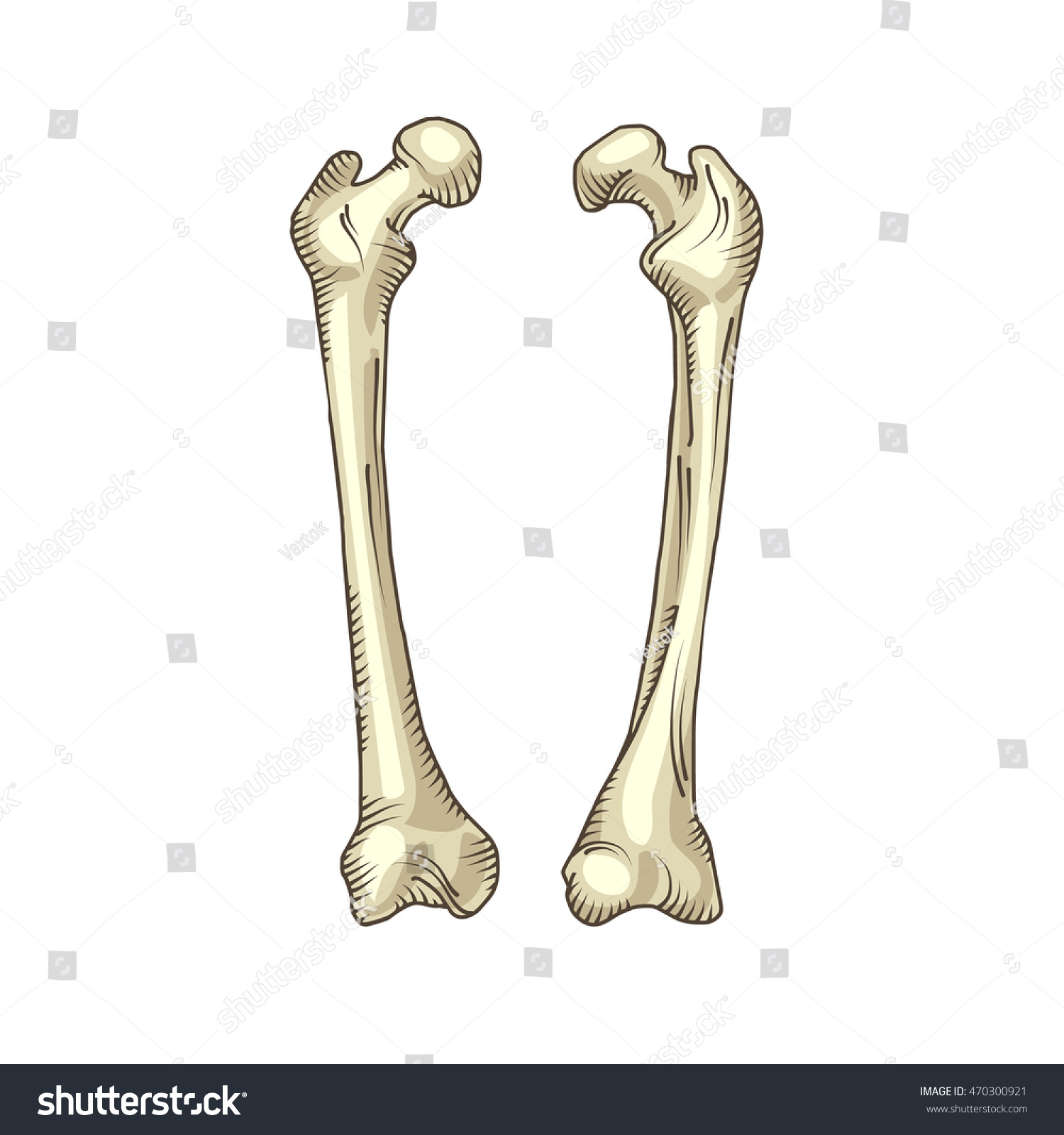 Hand Drawn Realistic Human Bones Stock Vector (Royalty Free) 470300921