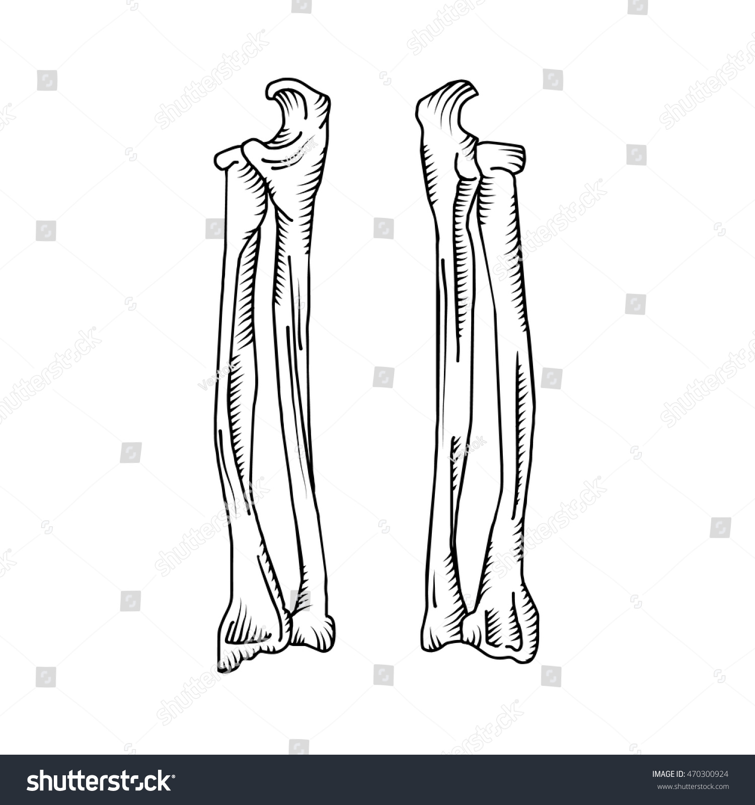 Hand Drawn Realistic Human Bones Stock Vector (Royalty Free) 470300924 ...