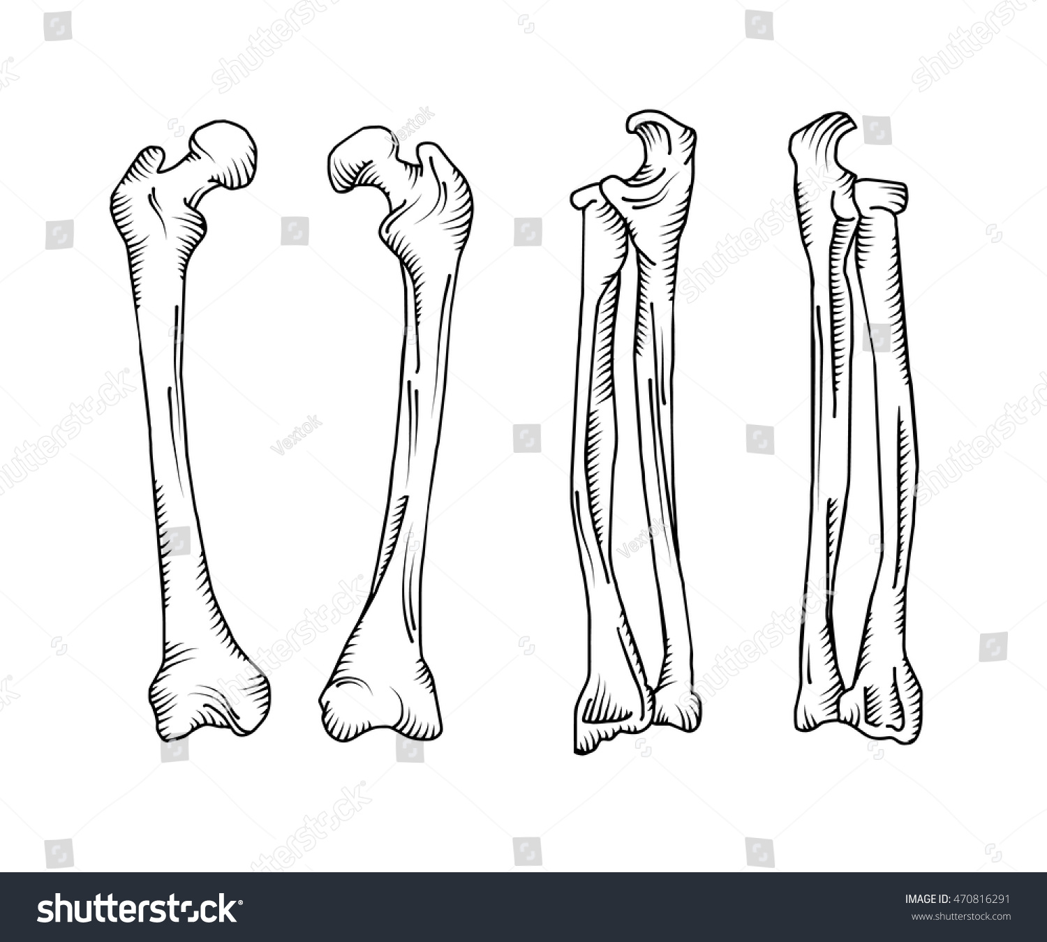 Hand Drawn Realistic Human Bones Stock Vector (Royalty Free) 470816291