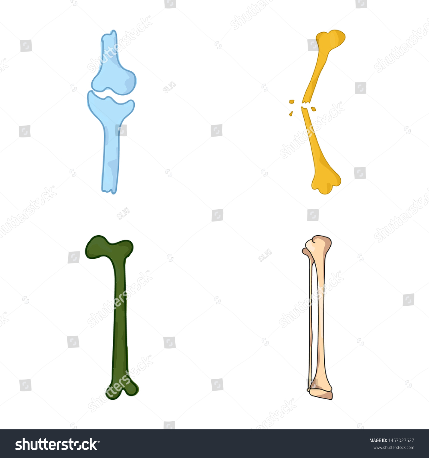 Hand Drawn Realistic Human Bones Vector Stock Vector (Royalty Free ...