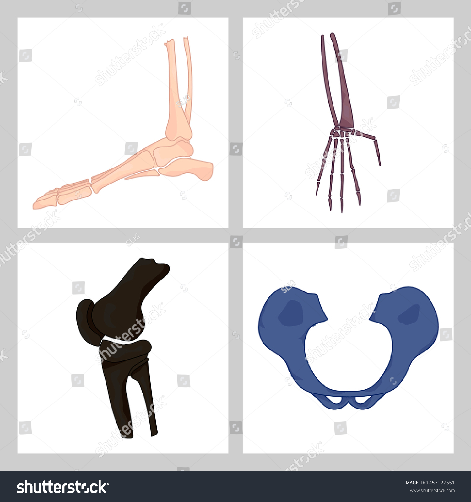 Hand Drawn Realistic Human Bones Vector Stock Vector (Royalty Free ...
