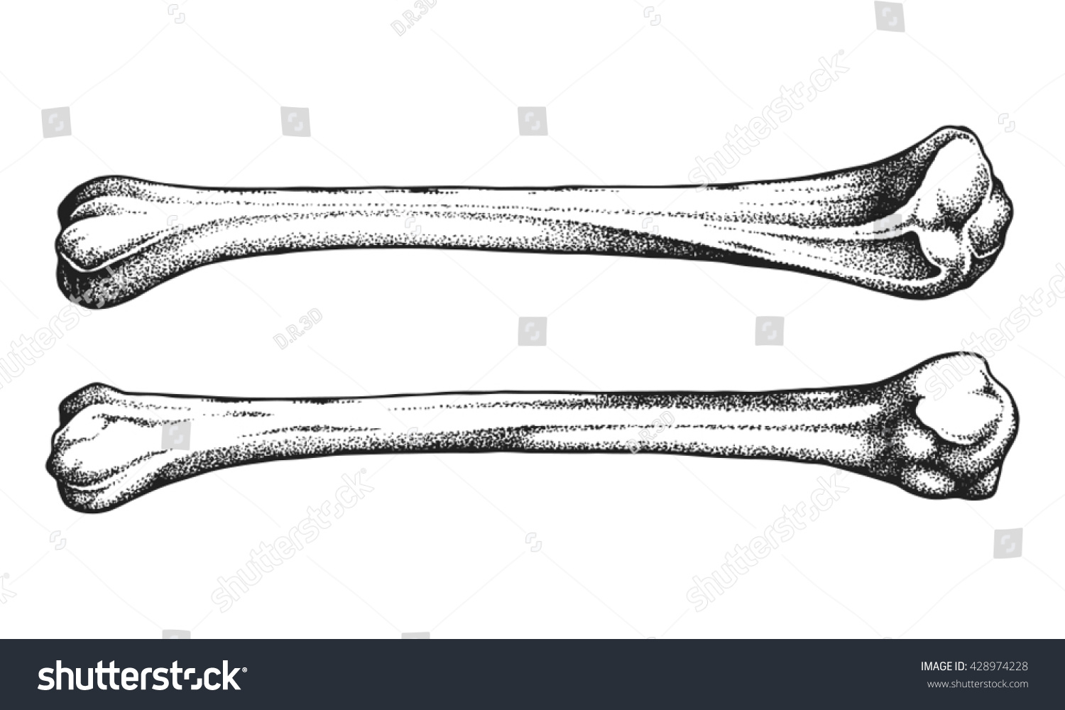 Hand Drawn Realistic Human Bones. Vector Illustration - 428974228 ...