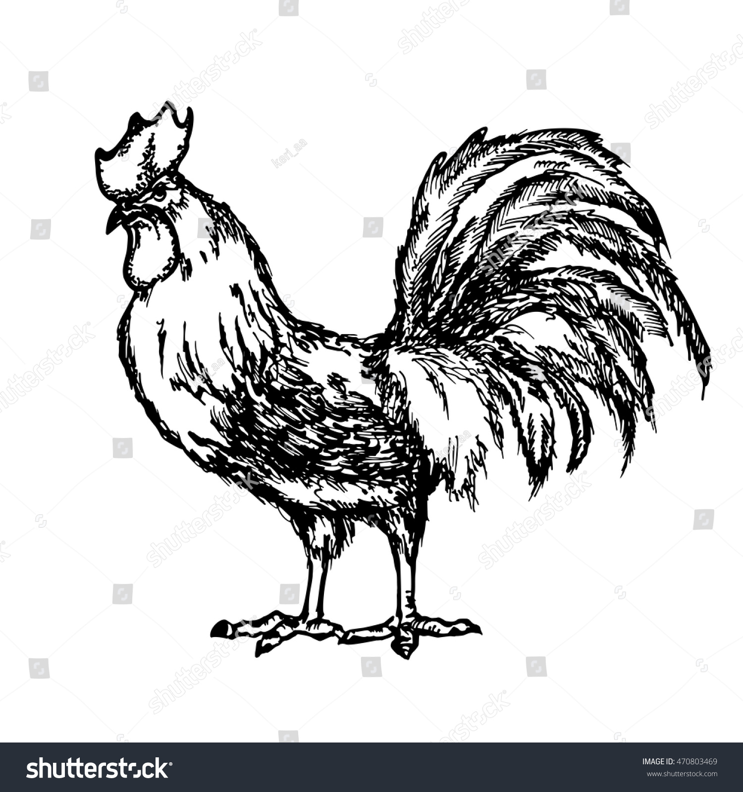 Handdrawn Rooster Vector Illustration: vector de stock (libre de ...